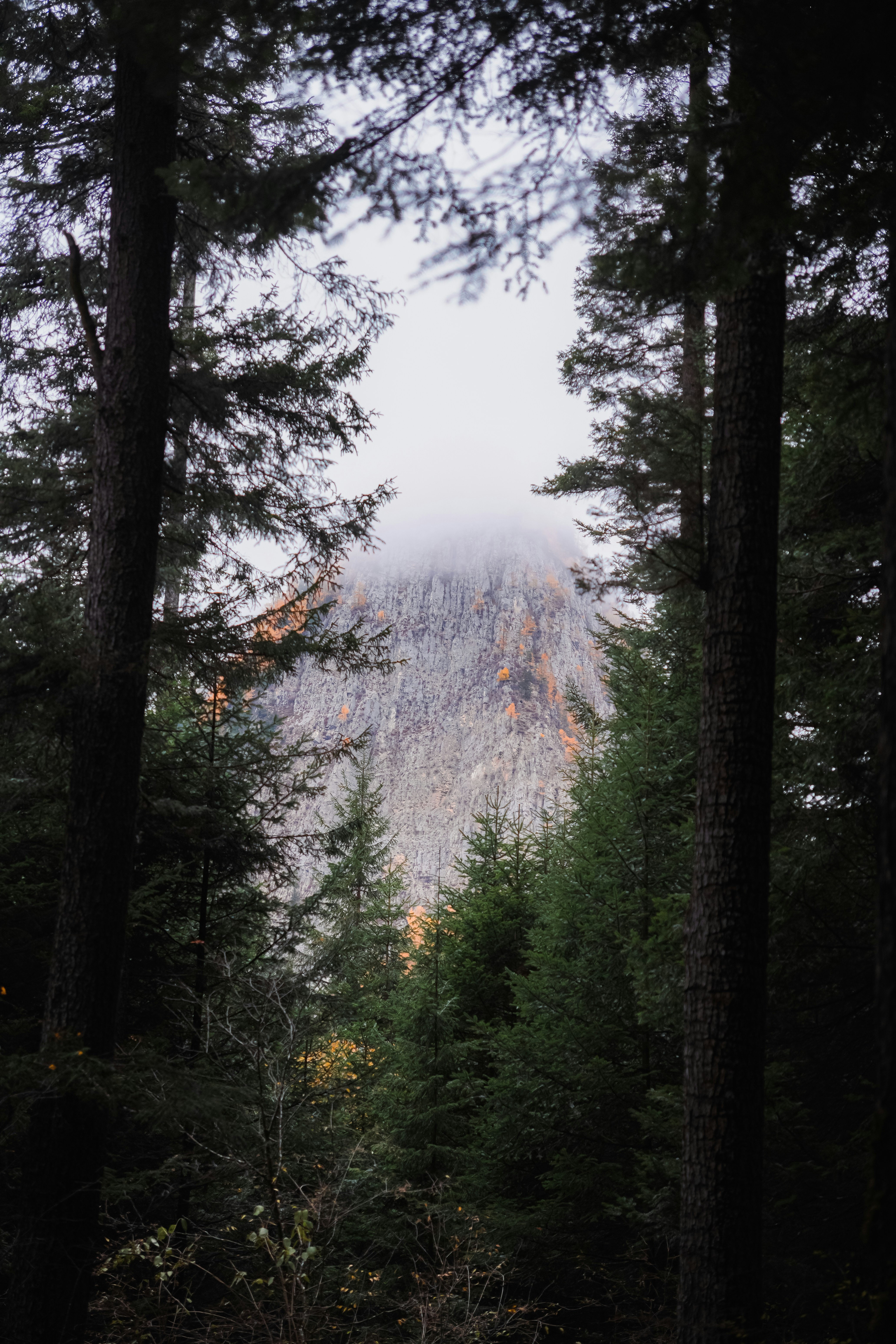 Through the Pines to a Misty Peak