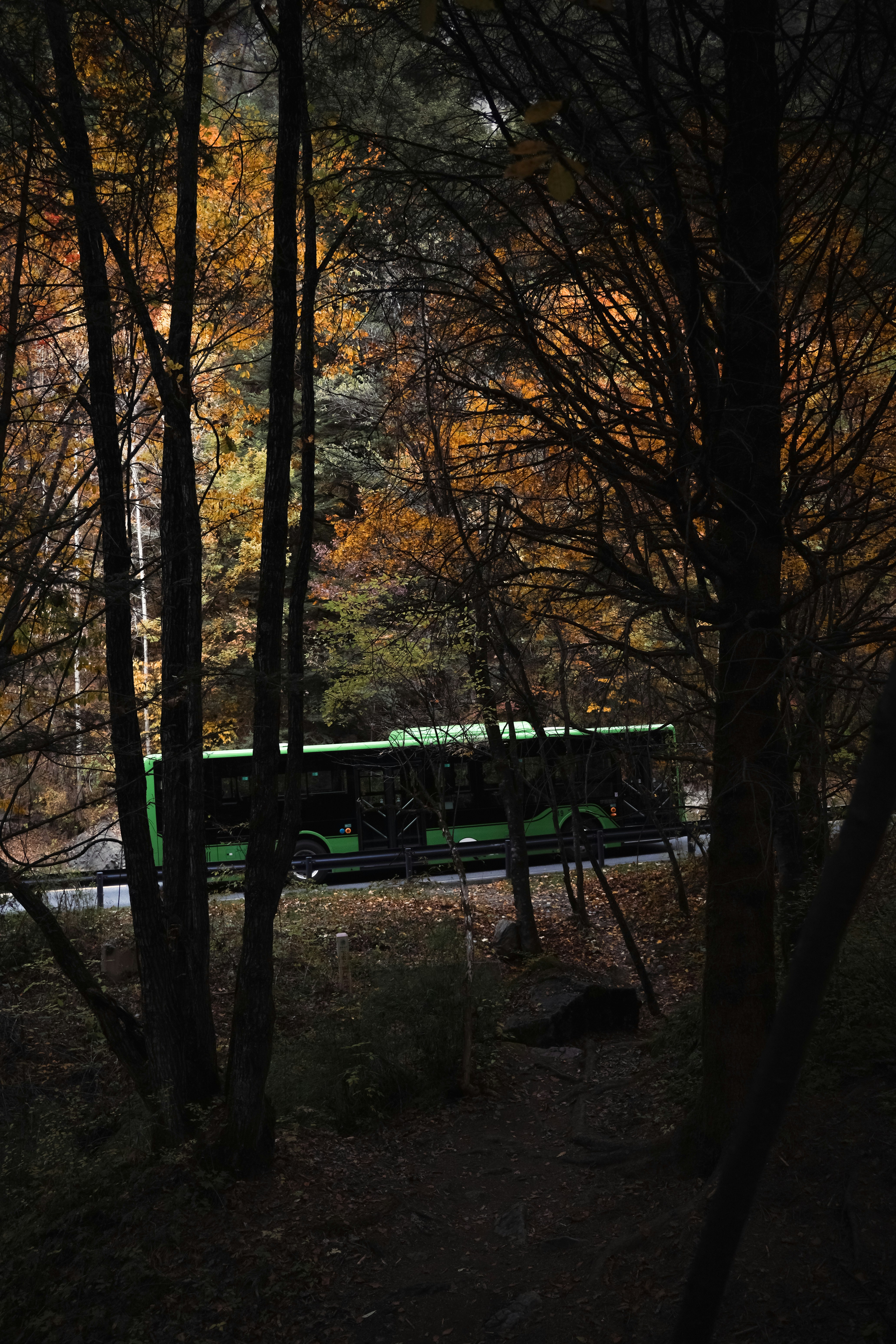 Autumn Bus Through the Silent Woods