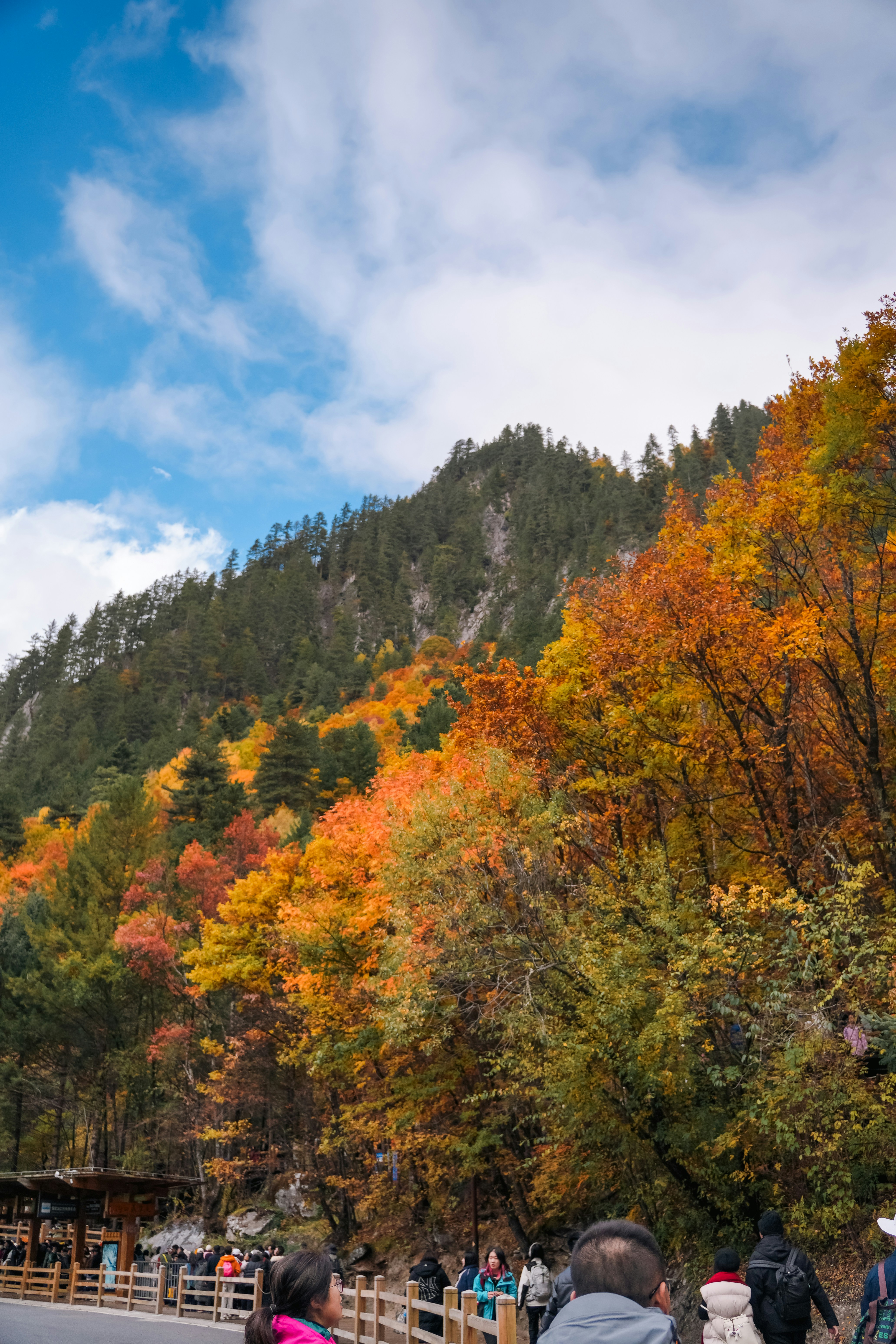 Autumn Ridge: Colors Flood a Mountain Terrace