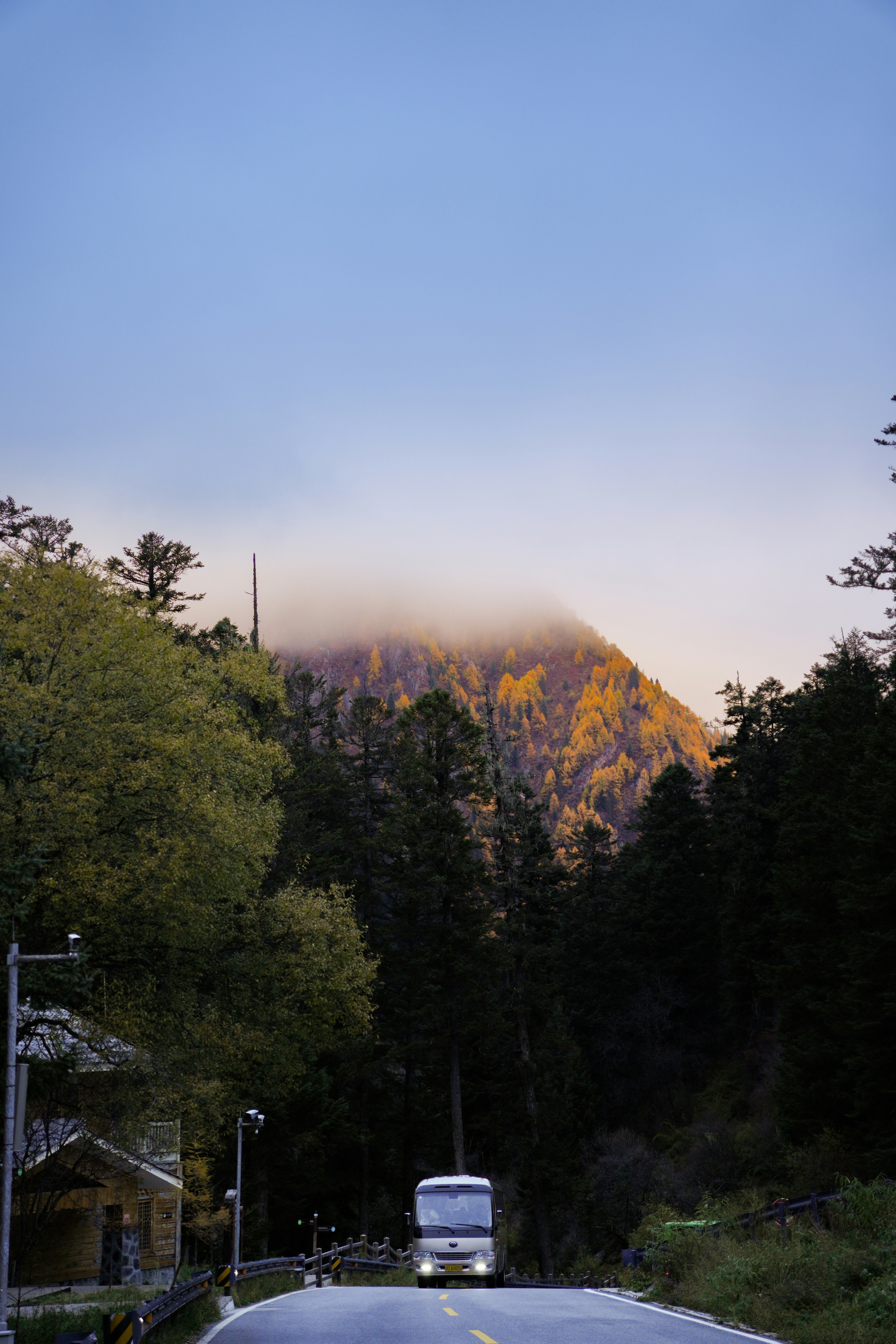 Toward the Golden Peak: Morning Fog Unfolds Over the Forest Road