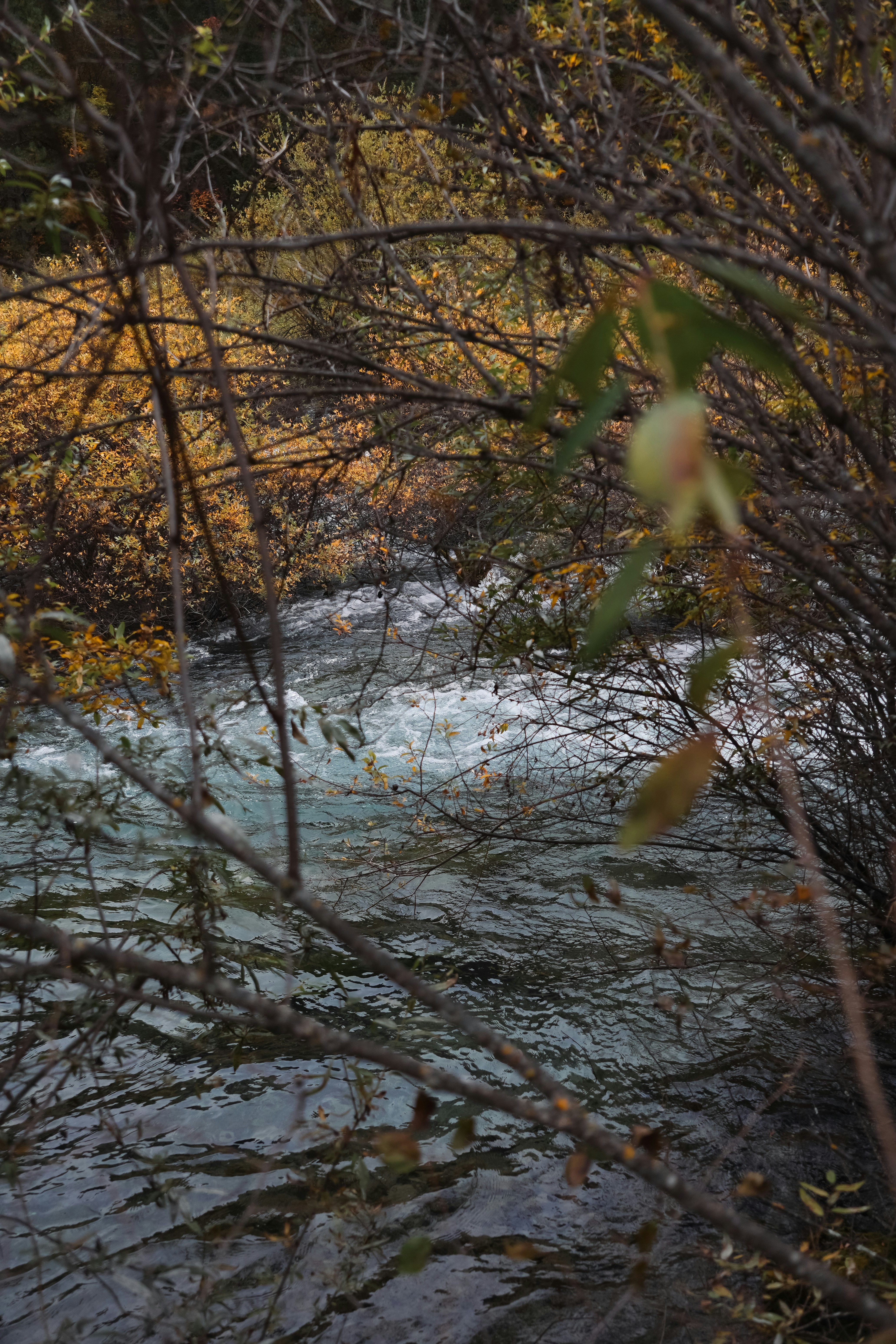 Autumn River Veil Through Branches