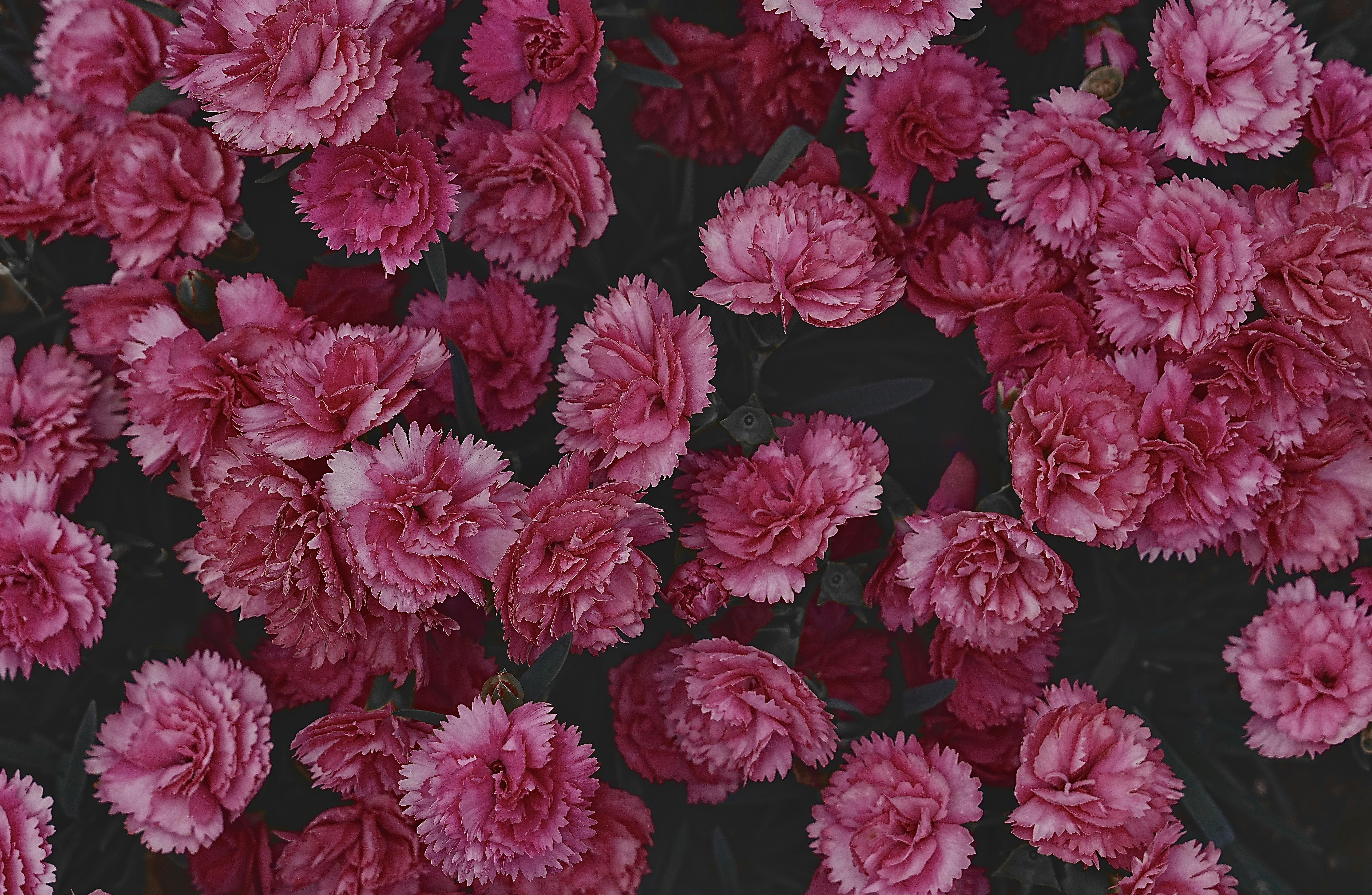 Vibrant Carnation Mosaic: Close-Tiled Blooms in Deep Petal Pink