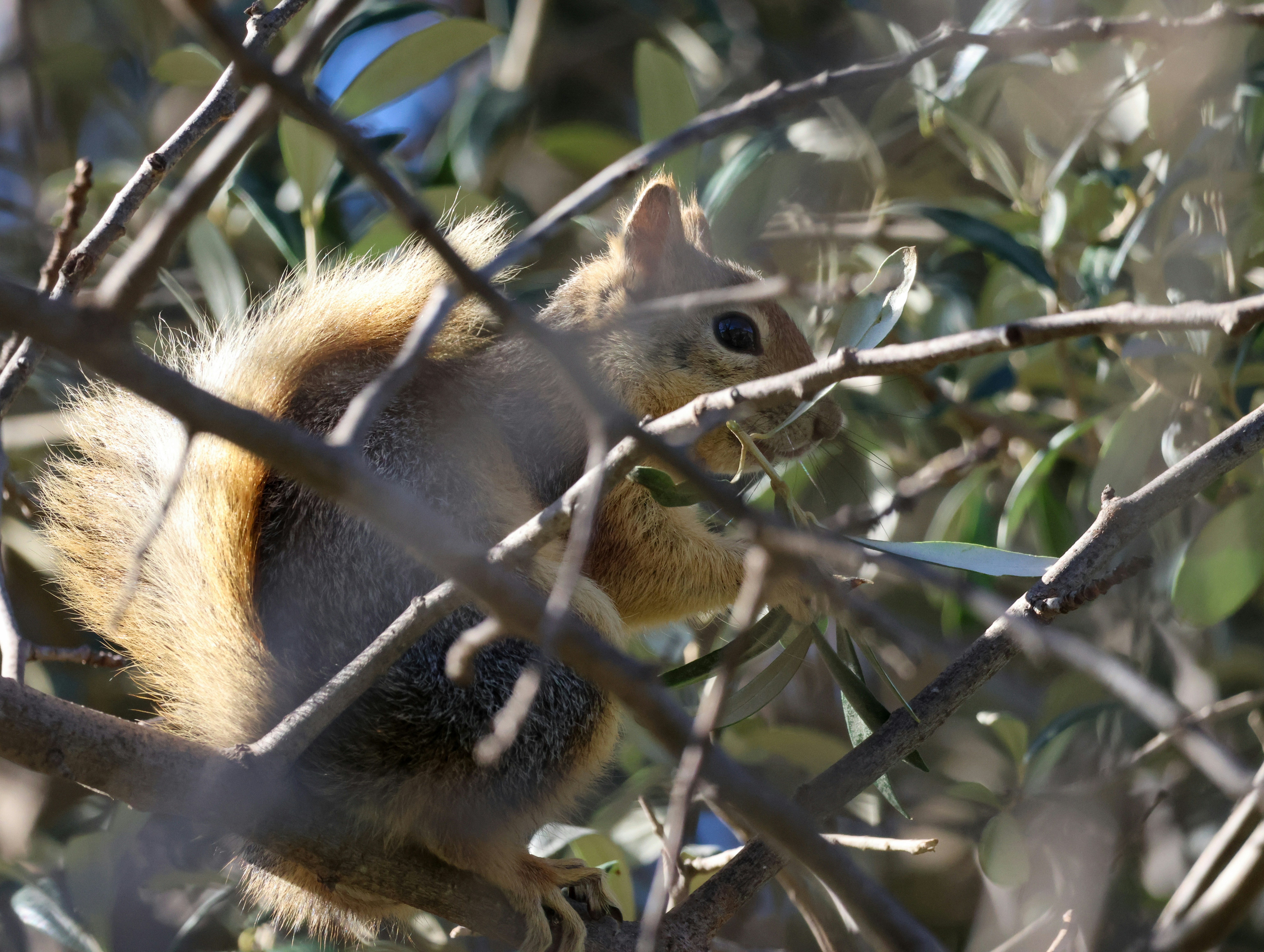 Fluffy Squirrel Amid Branches: A Gentle Moment in Dappled Light