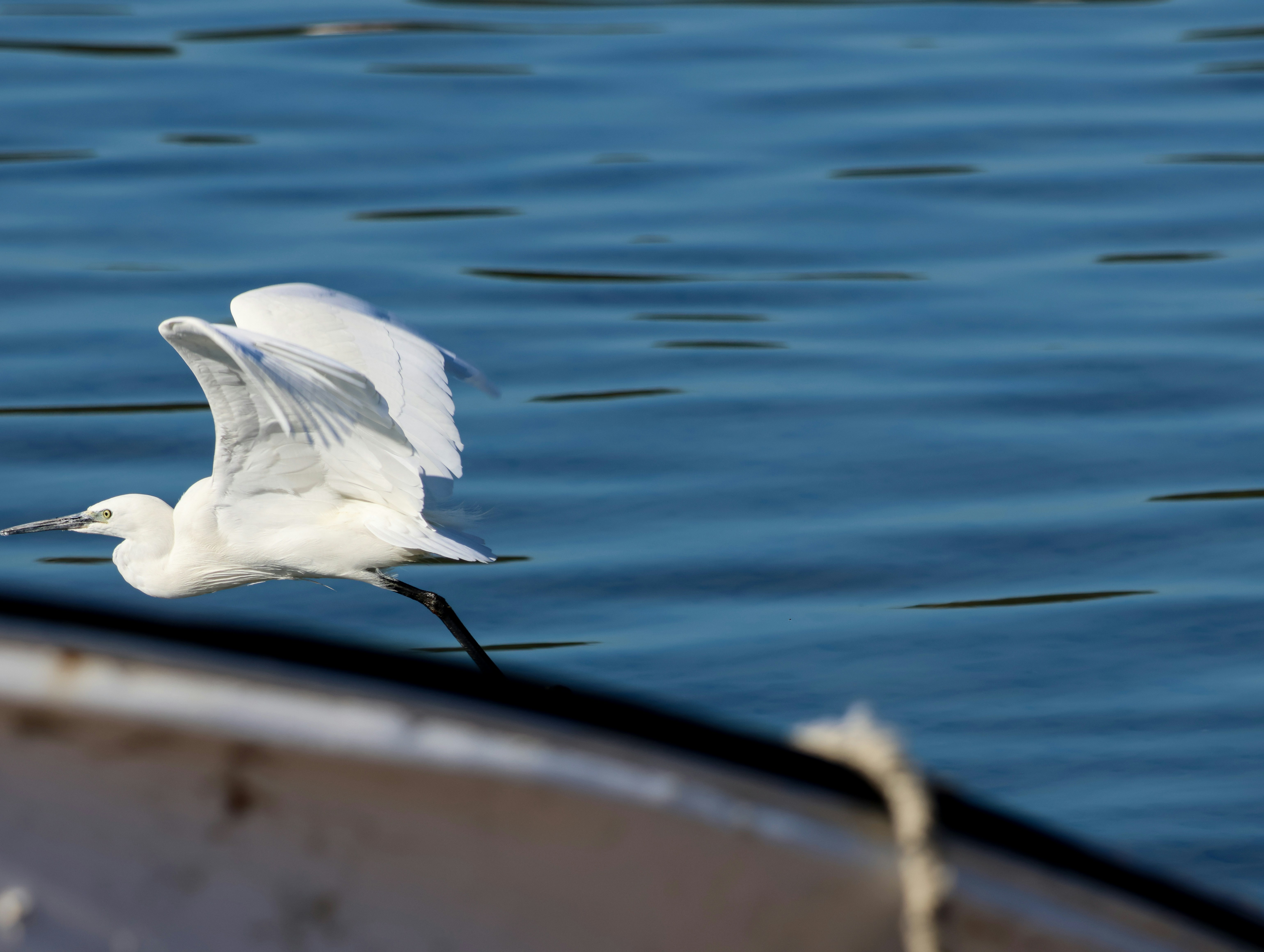Wingbeat at the Waterline: A White Heron’s Moment