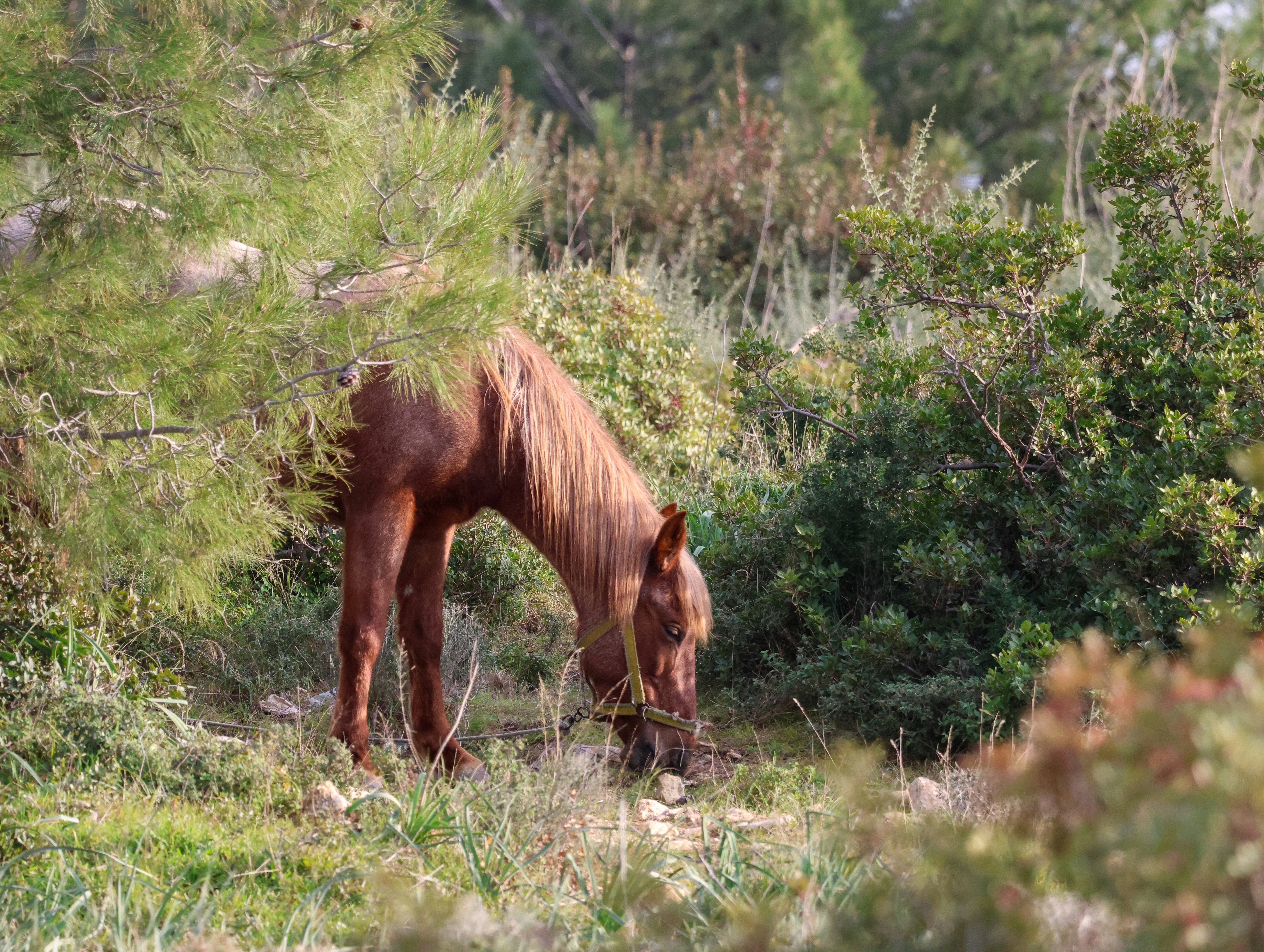 Grazing in the Green: A Chestnut Horse Between Shrubs