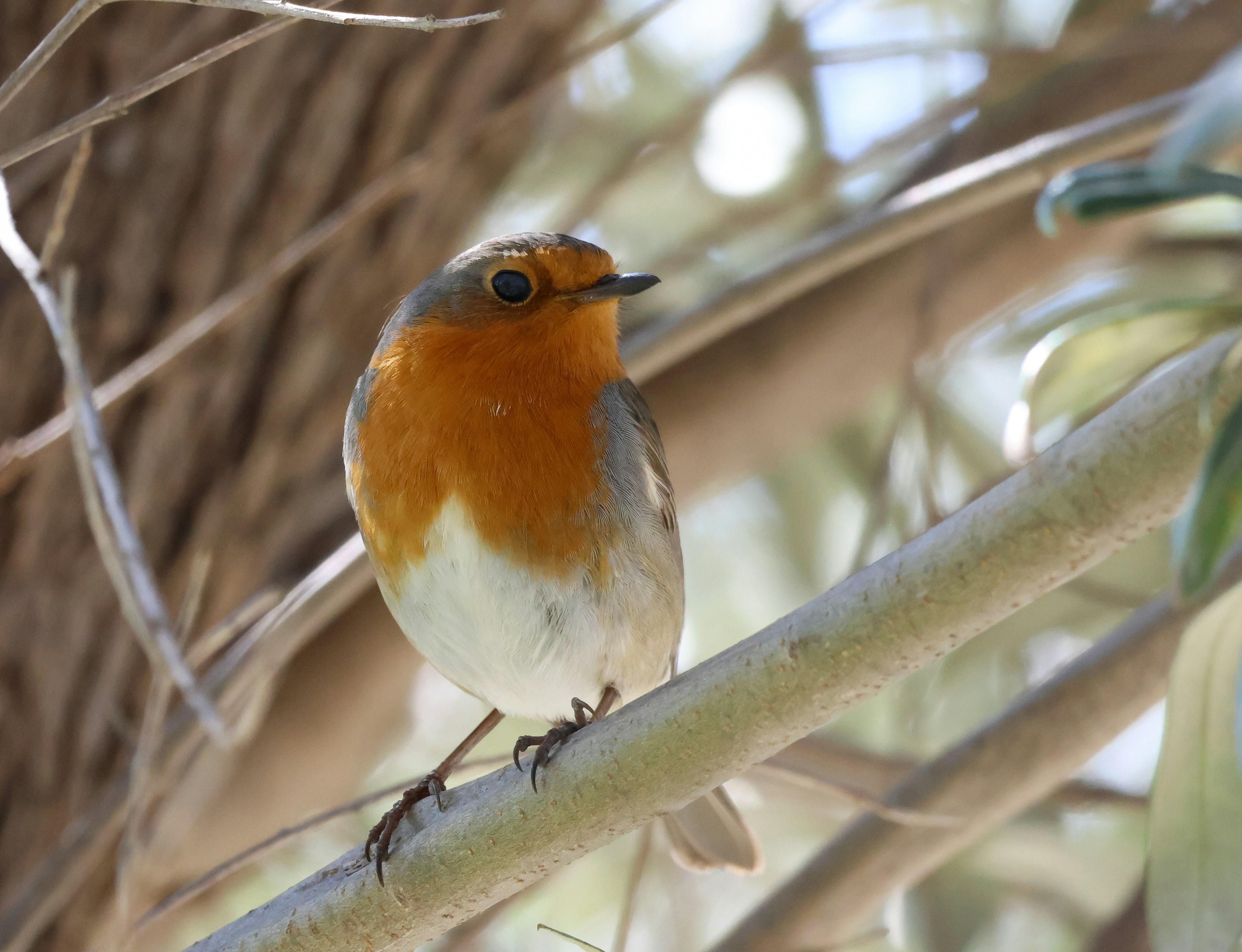 Robin on a Branch: Close-Up of a Natural Songbird
