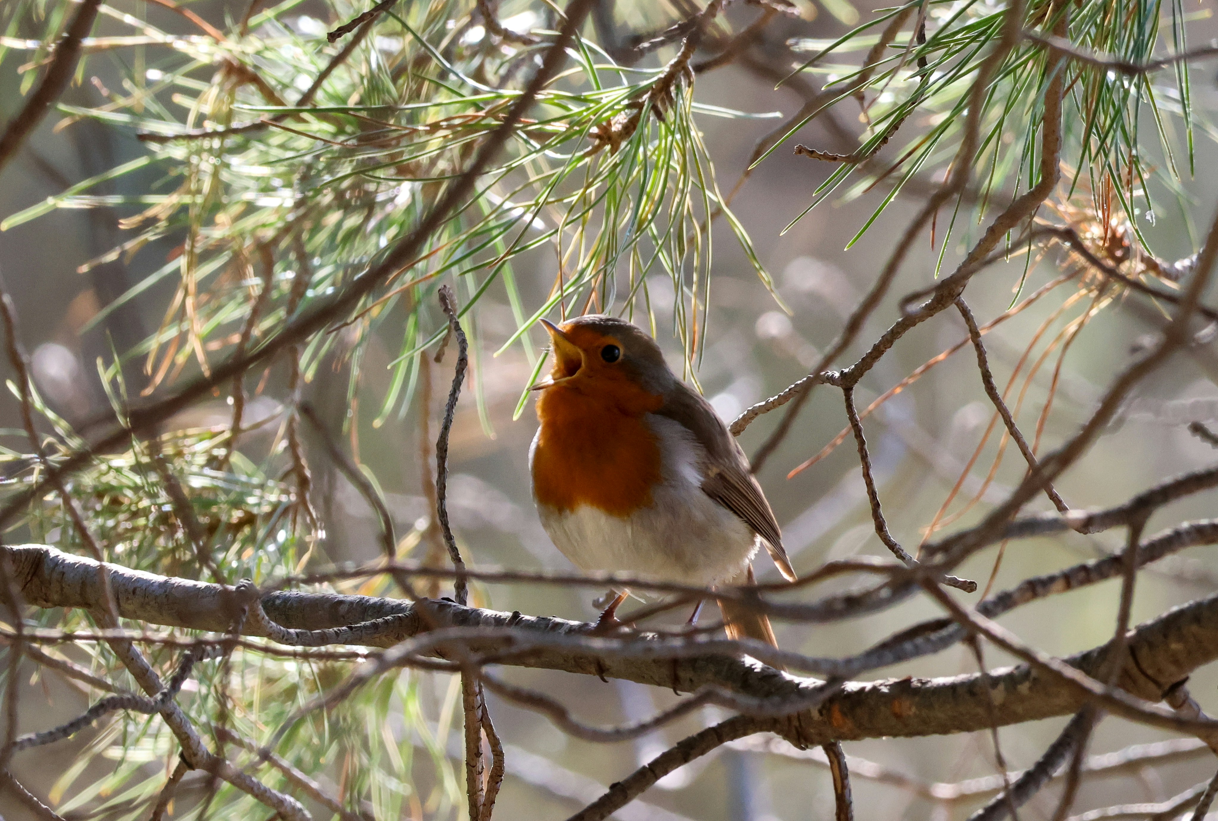  robin on a sunlit pine branch, orange breast catching the light