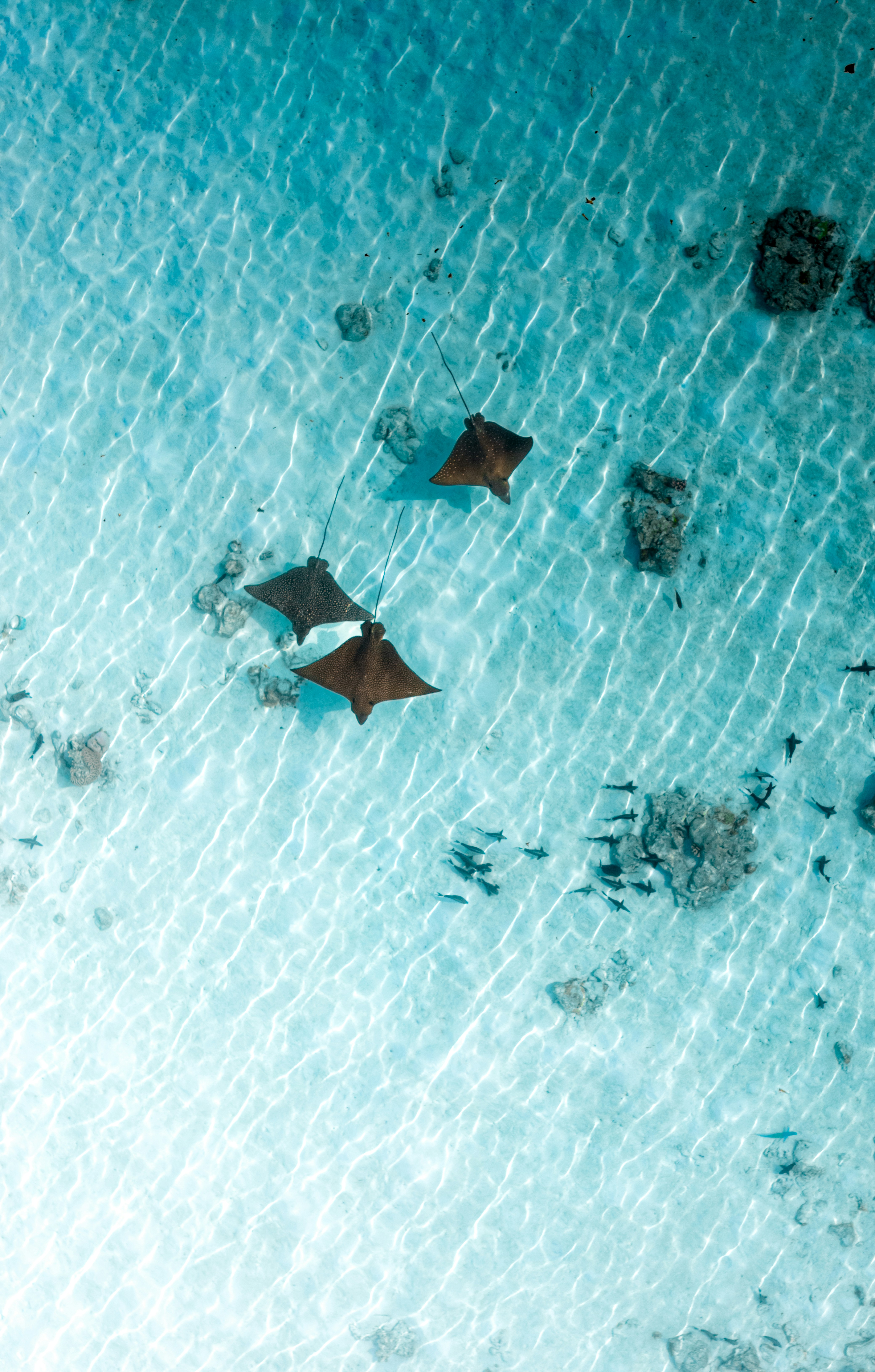 Three floating kites in turquoise shallows