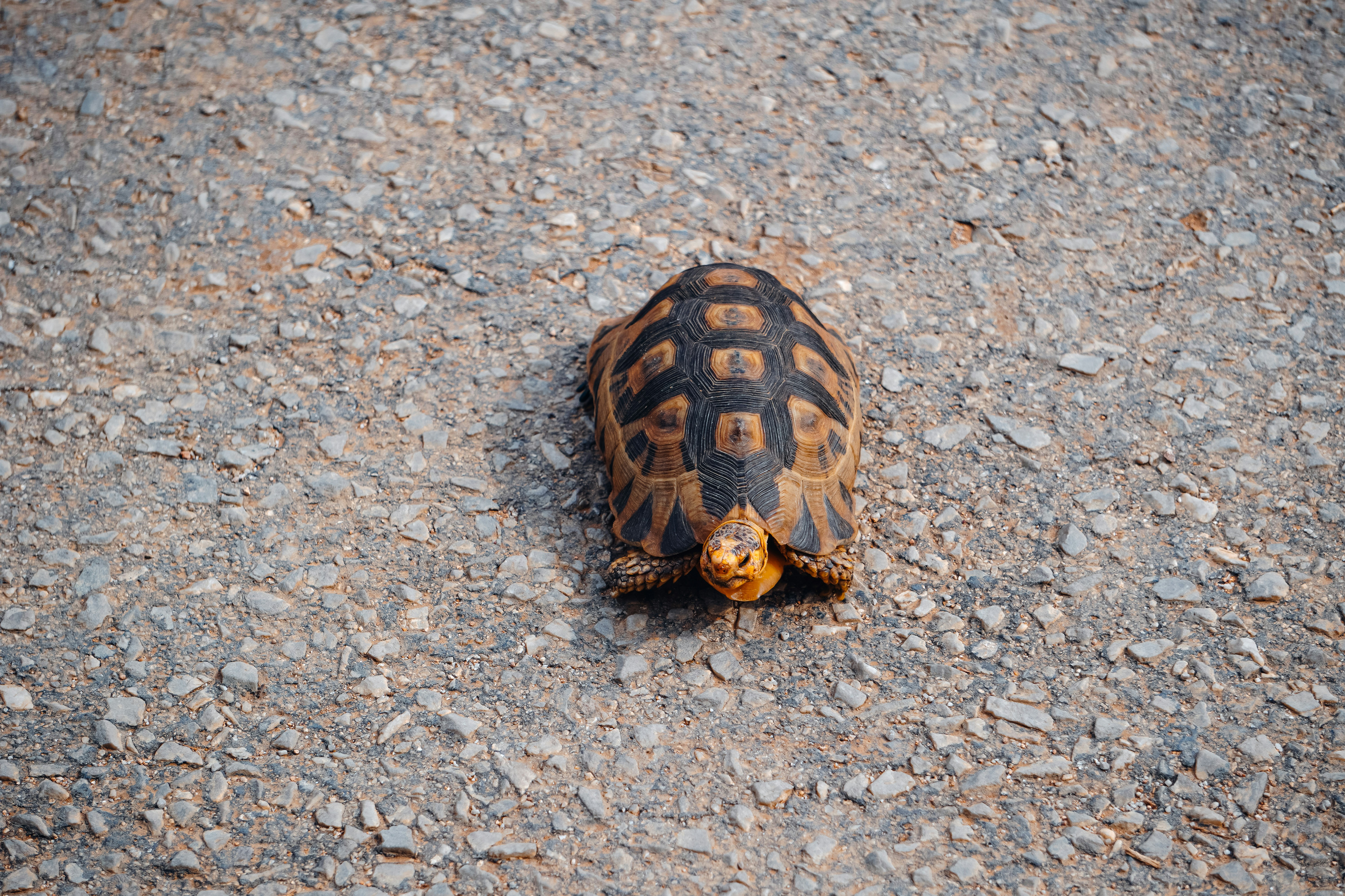 Grounded Explorer: A Turtle Crossing a Gravel Path