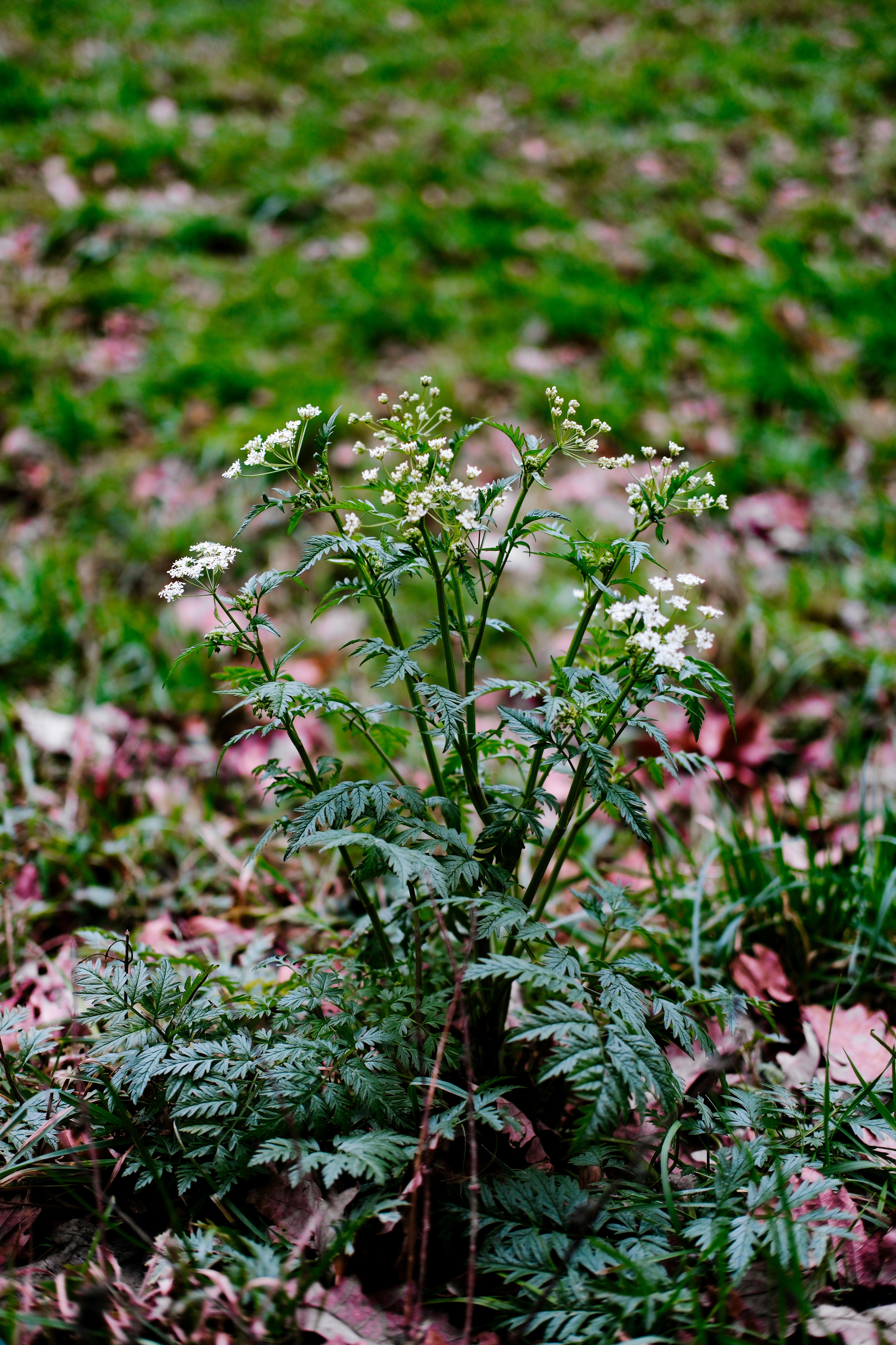 Whites on a Green Stem: A Wildflower Amid Fallen Petals