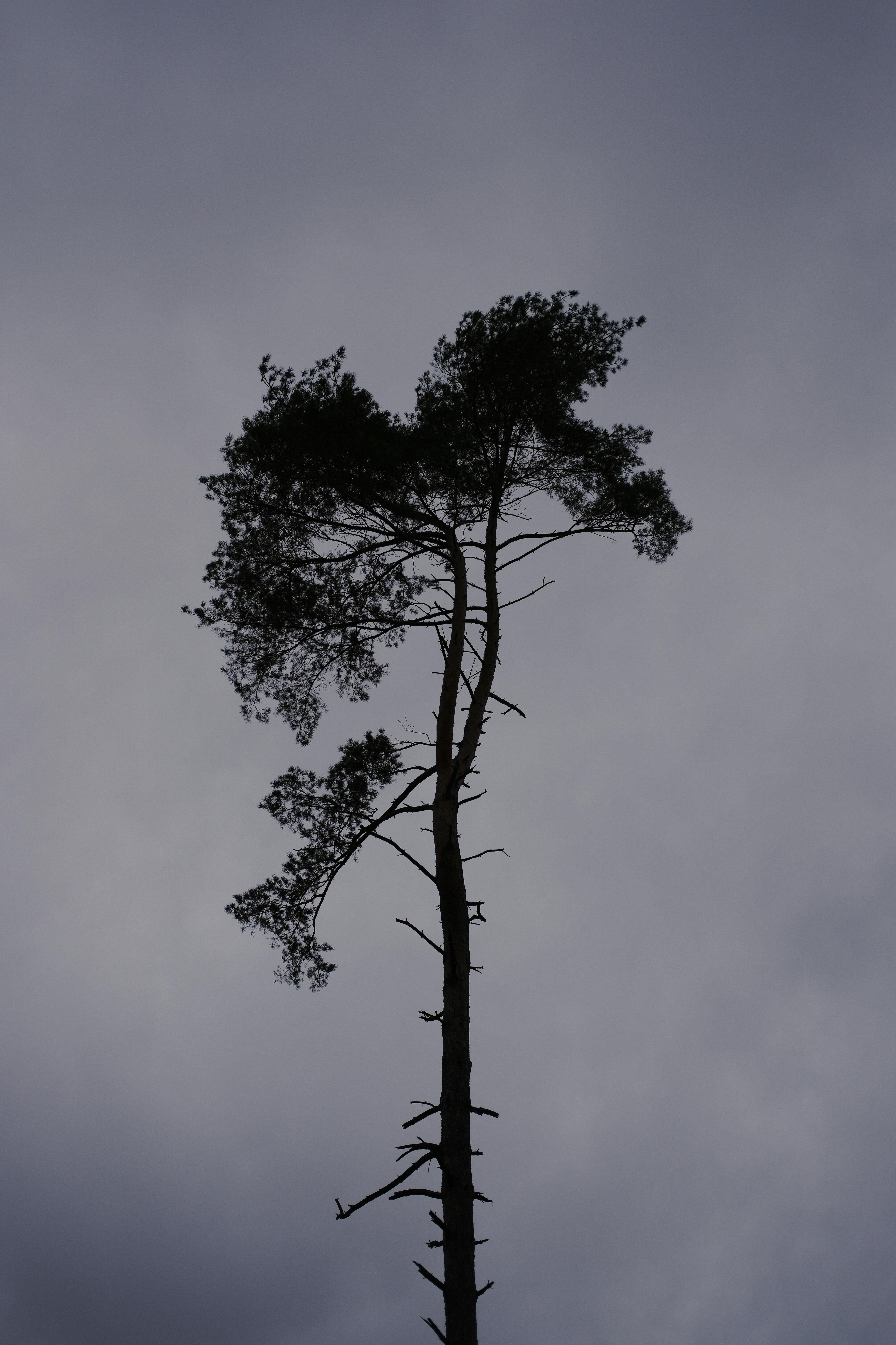 Lone Windswept Pine Reaches for a Grey Sky