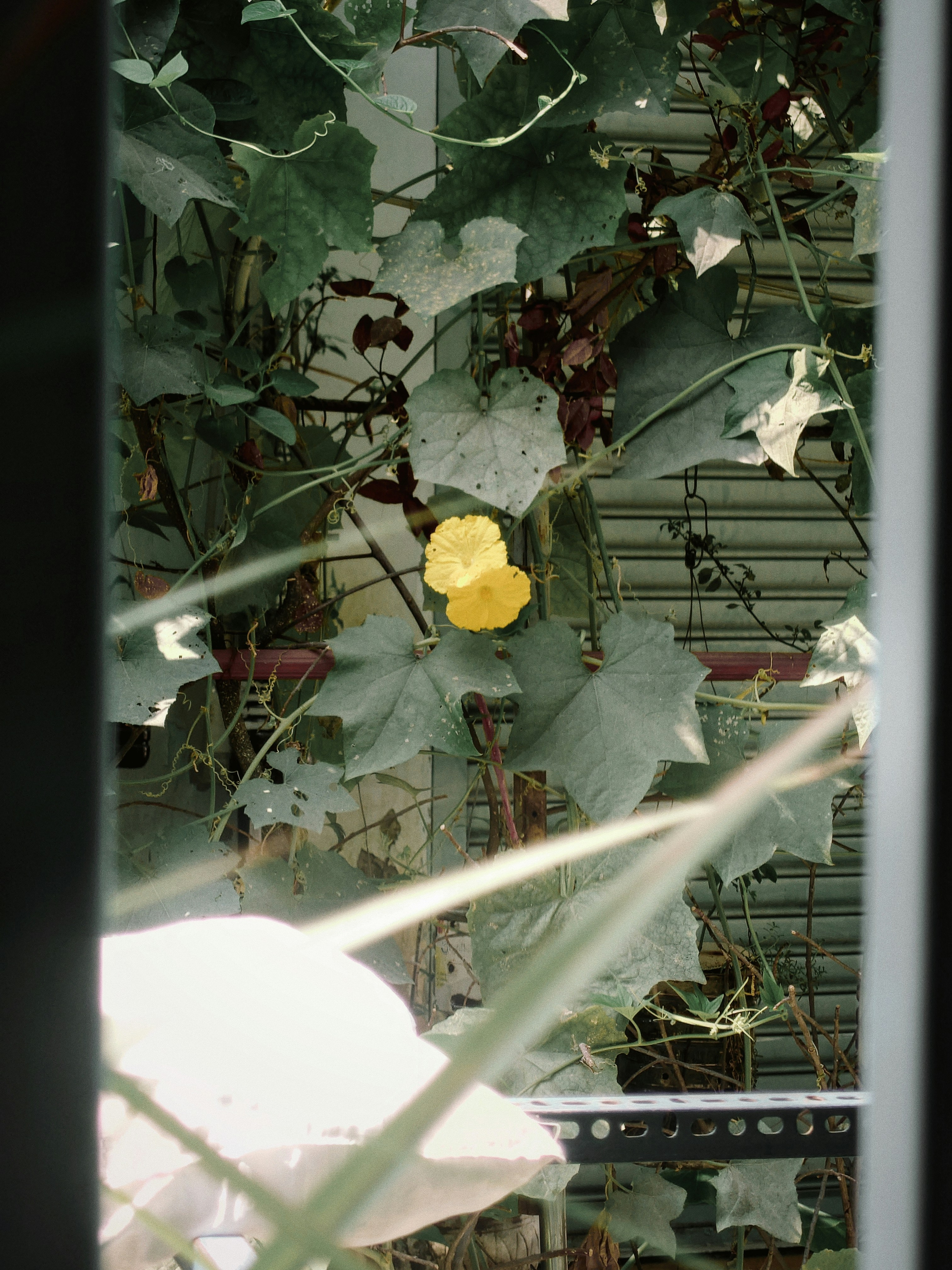 Yellow blossom amid ivy on a sunlit urban lattice