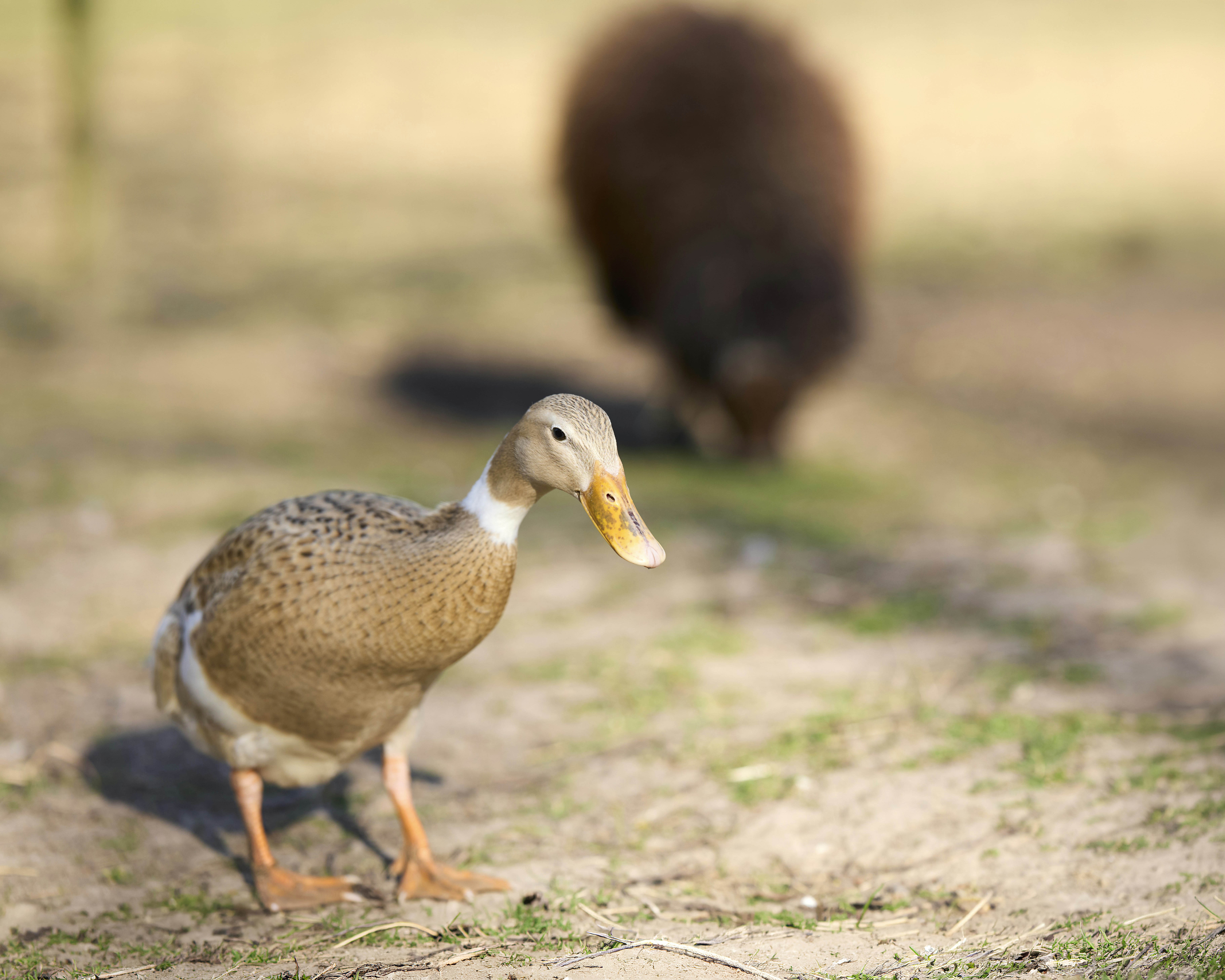 Low-angle Duck in Focus: Calm Ground and Blurred Back soars