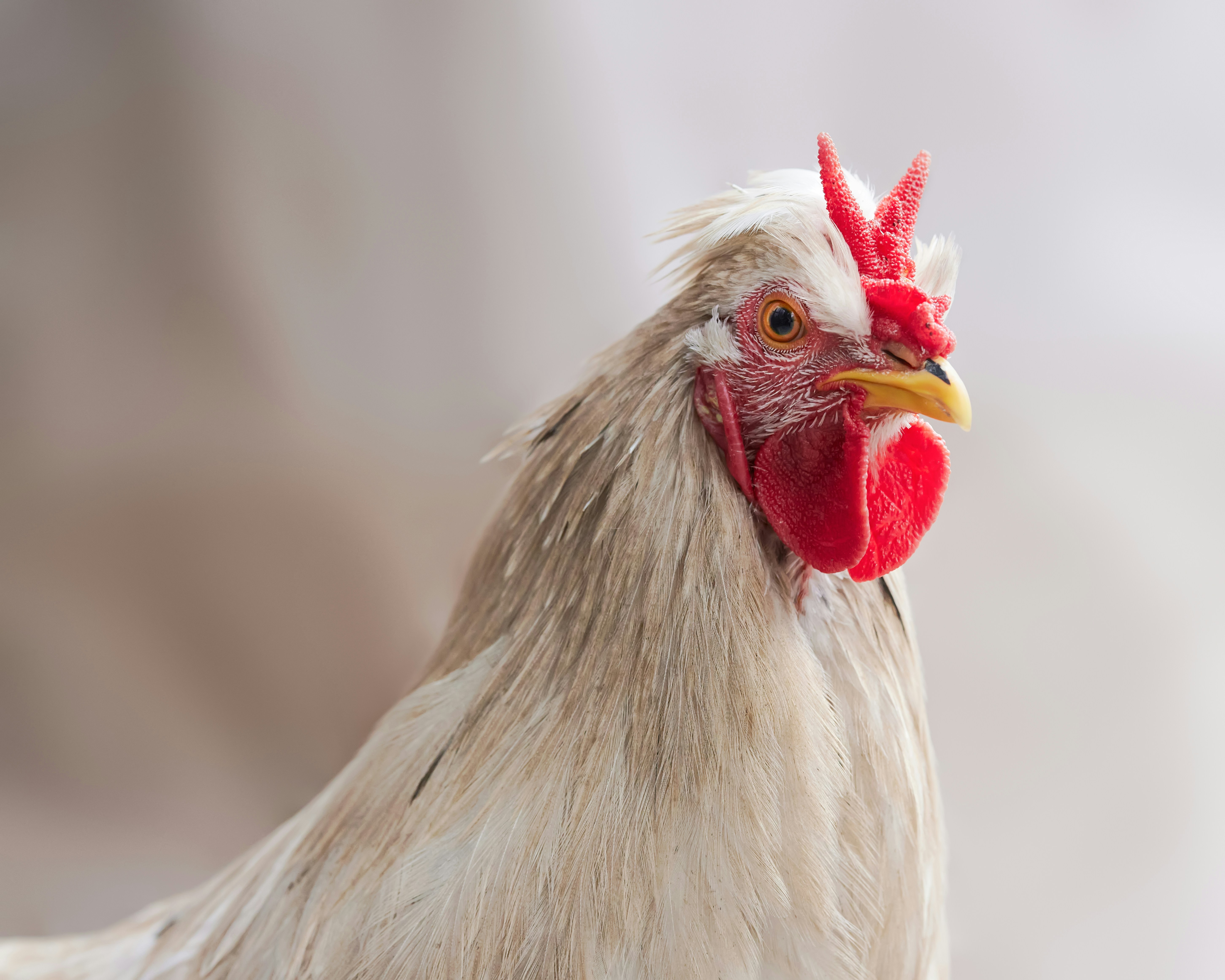 Close-Up of a Proud Hen: Red Crest and Soft Feathers in Focus