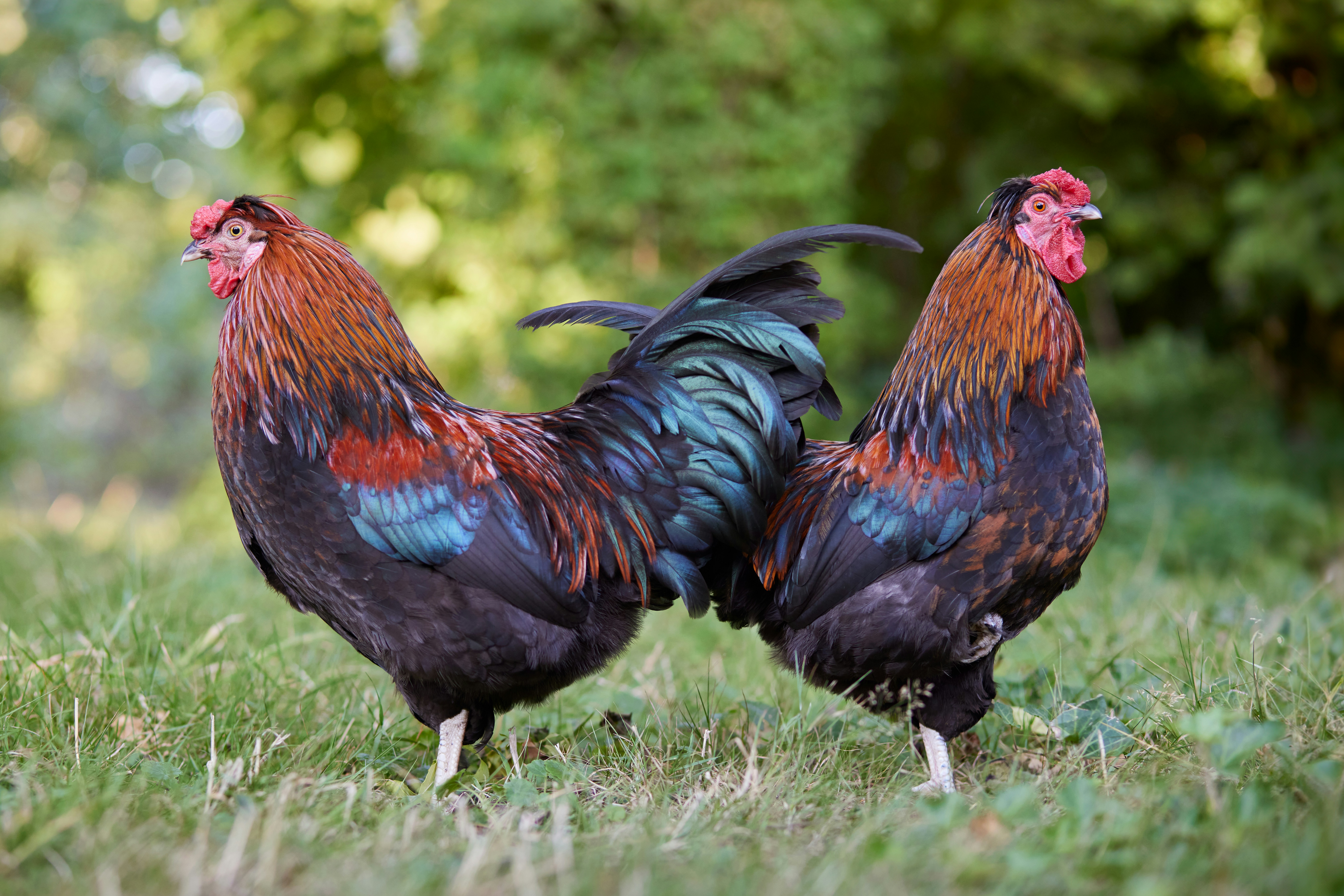 Two Roosters in a Sunlit Meadow: Rivalry at Eye Level
