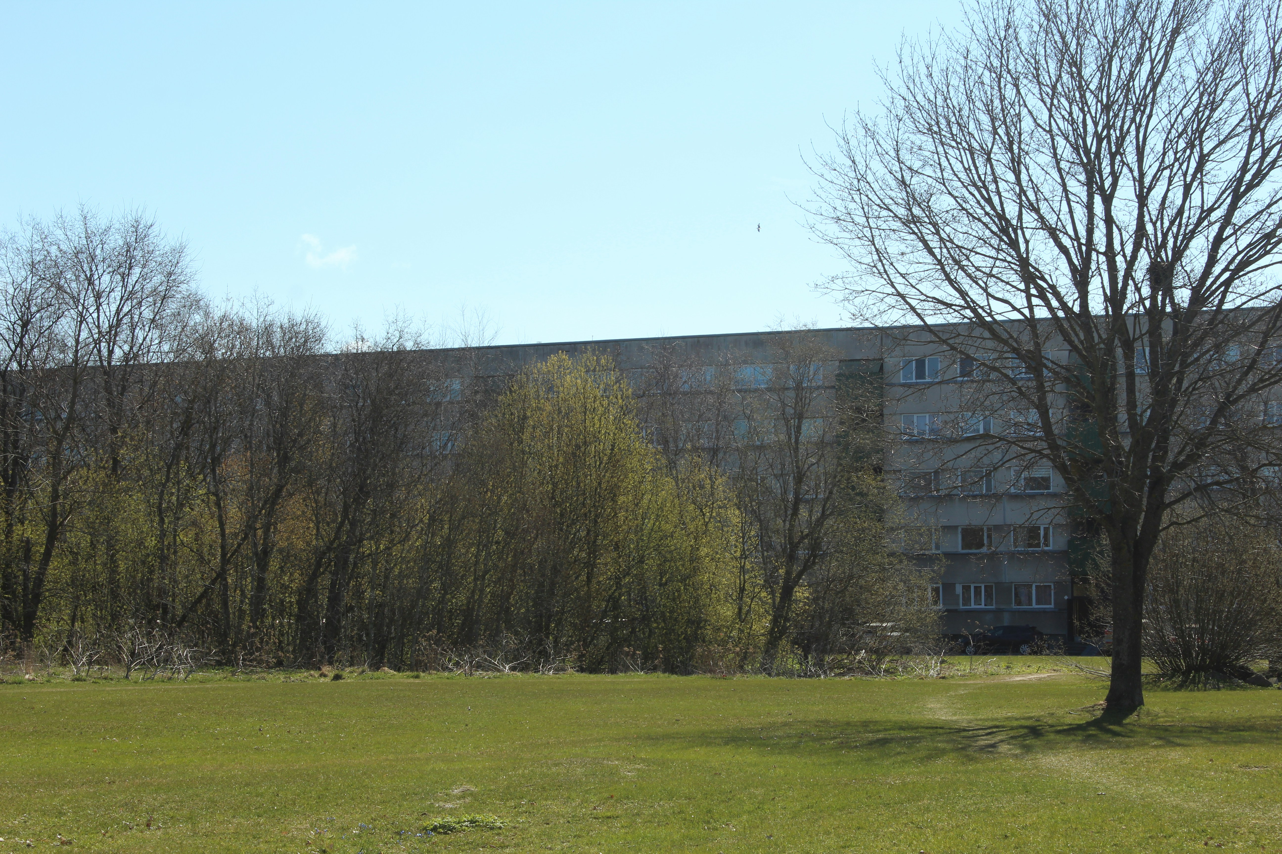 Sunlit Field and Liners: A Quiet Campus Street with Shadowed Trees