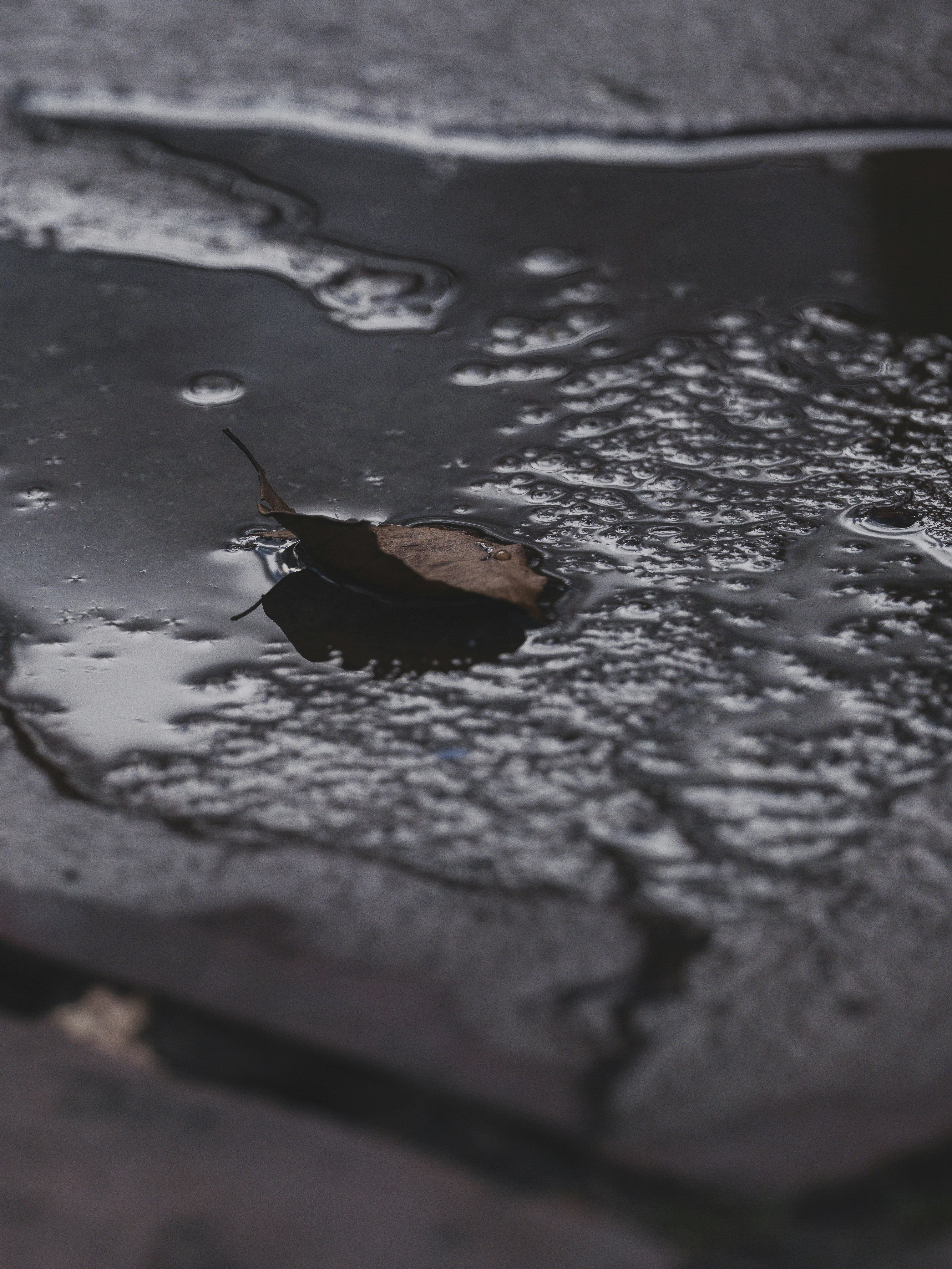 Drift of a Fallen Leaf in Rainy Asphalt