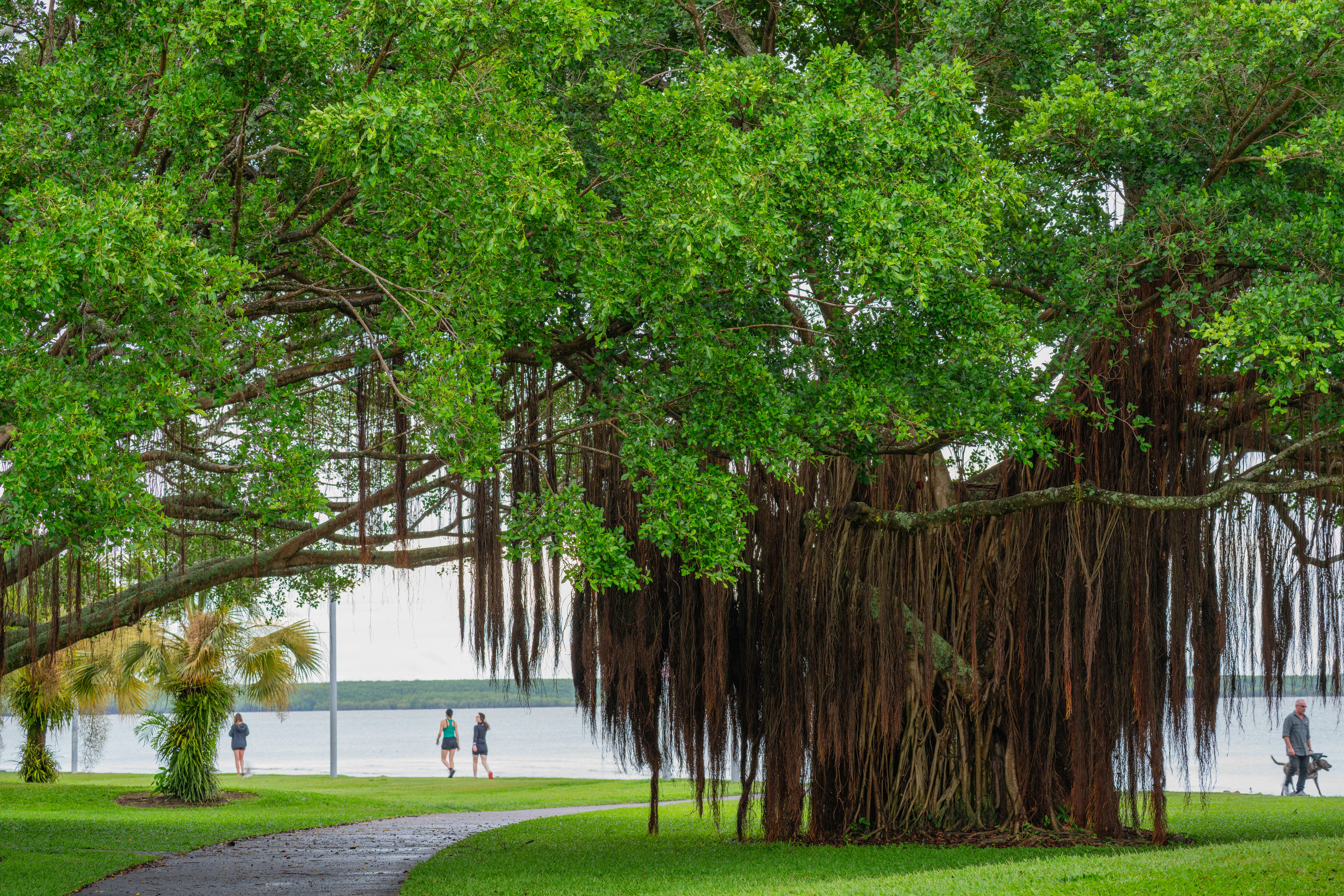 Shade, Roots, and Paths: A Seaside Park Scene Beneath a Canopy