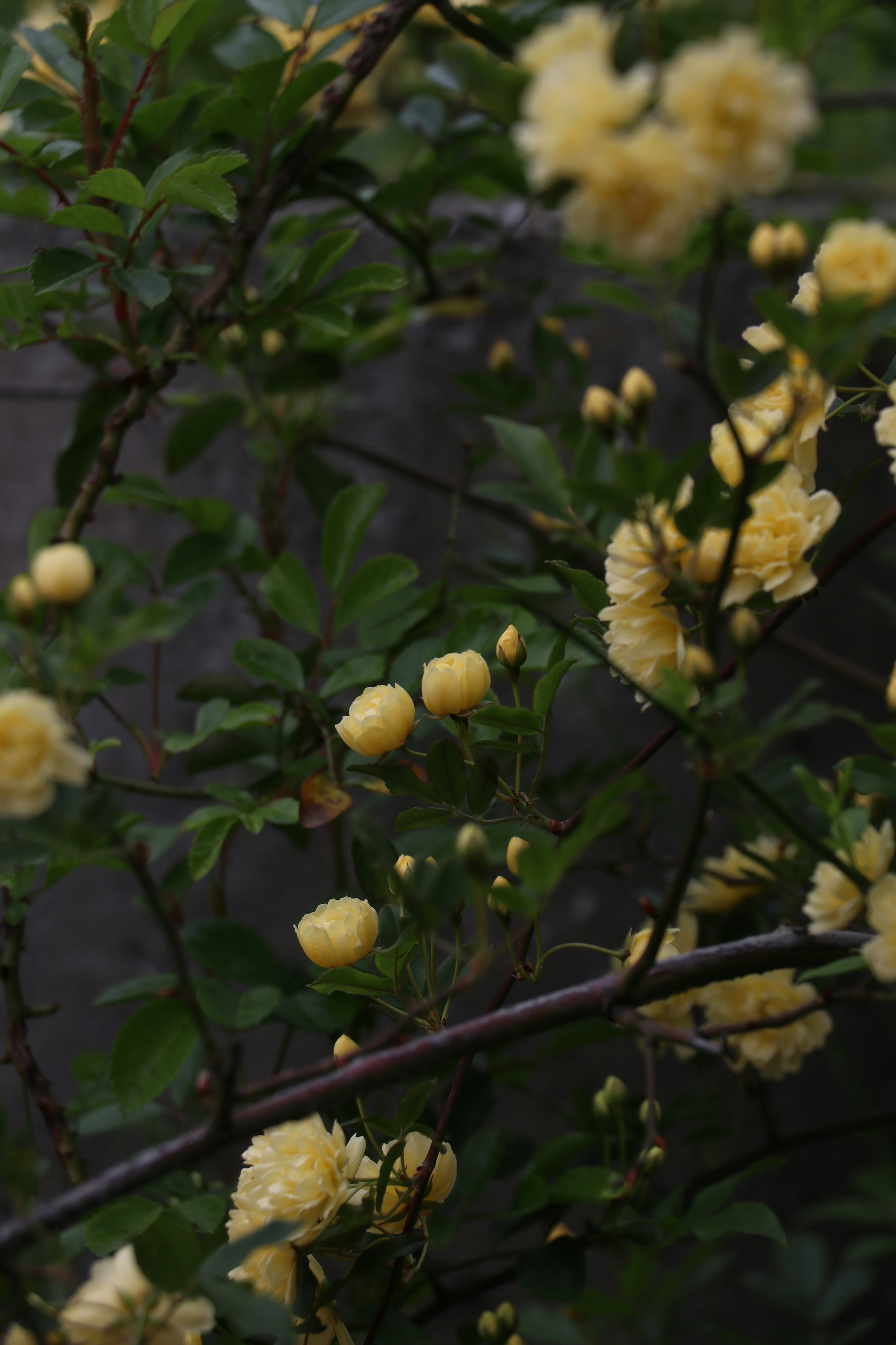 Cream Bolero: A Vine of Delicate Yellow Roses in Soft Dusk