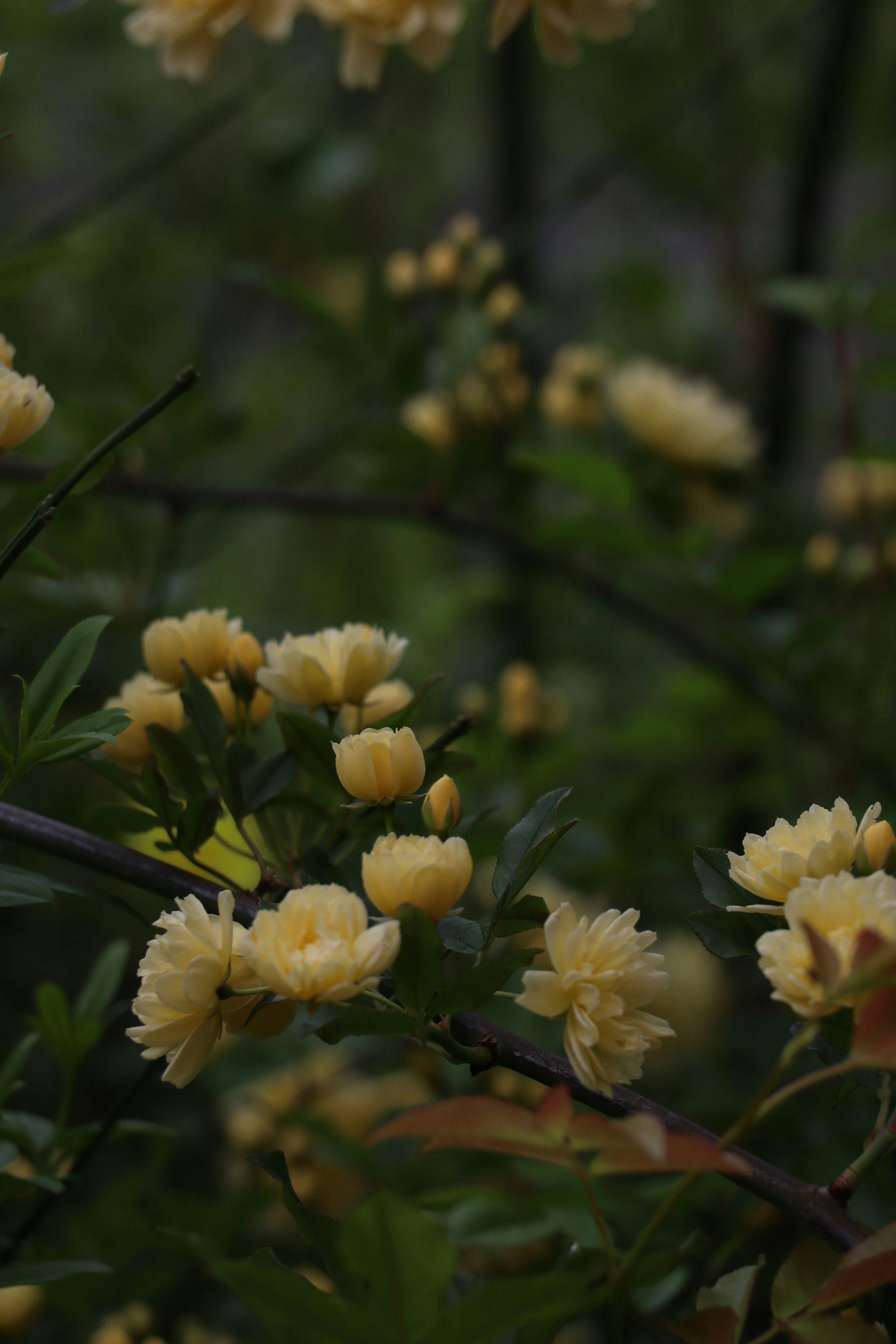 Soft Yellow Blooms in a Dusky Garden