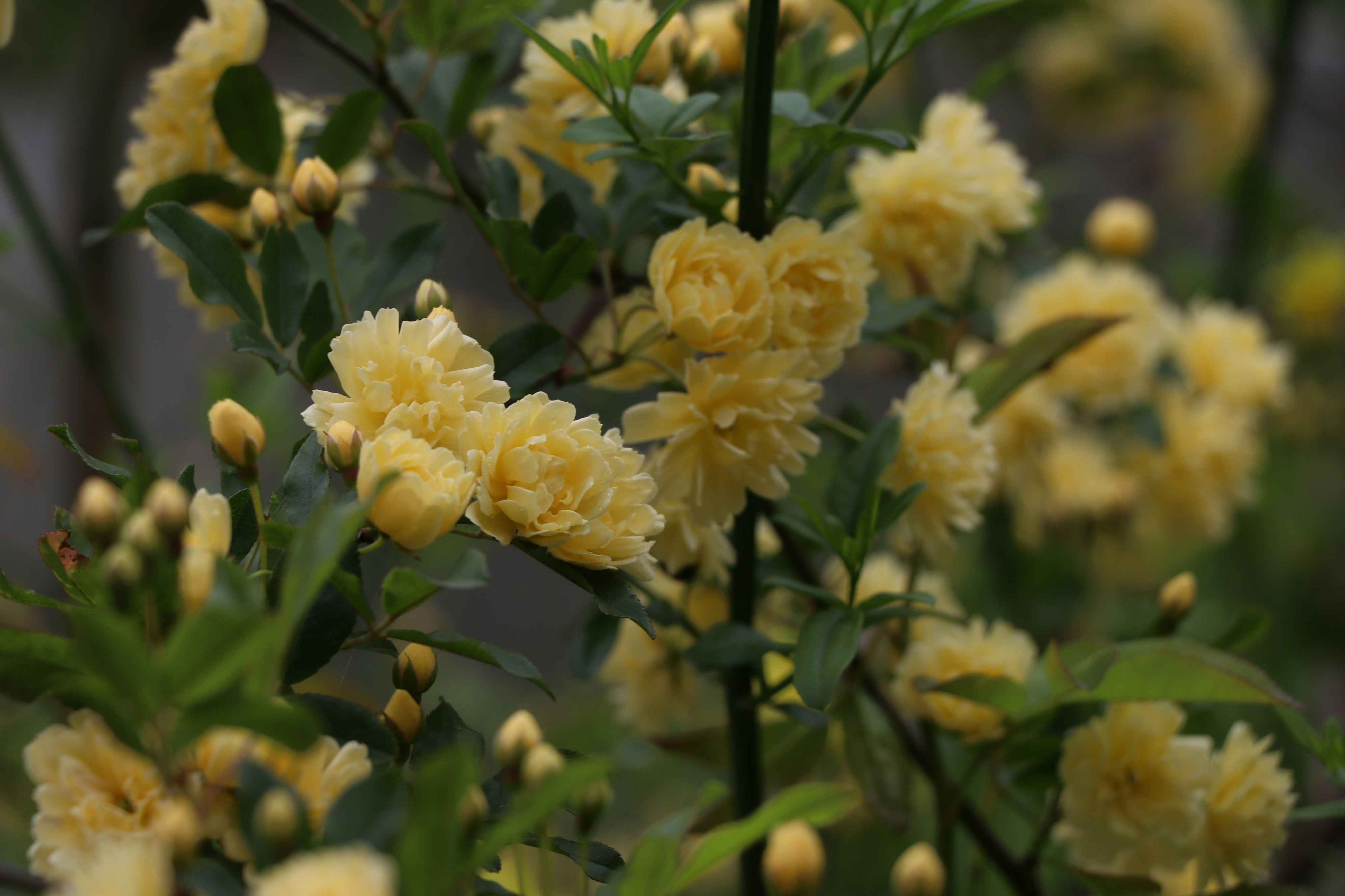 Yellow Camellias in Quiet Garden Glow