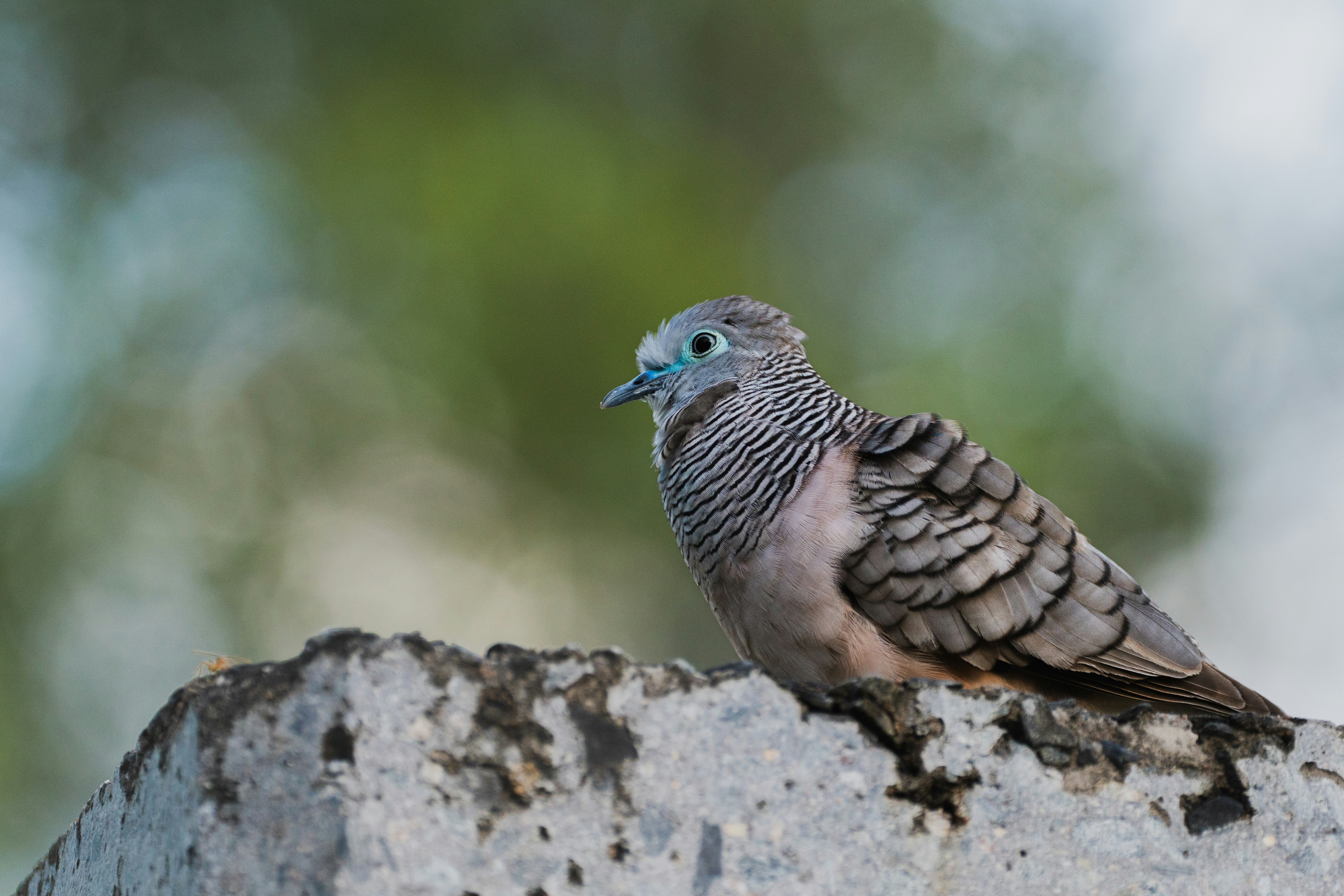 Blue-crowned Dappled Dove perches on sunlit rock