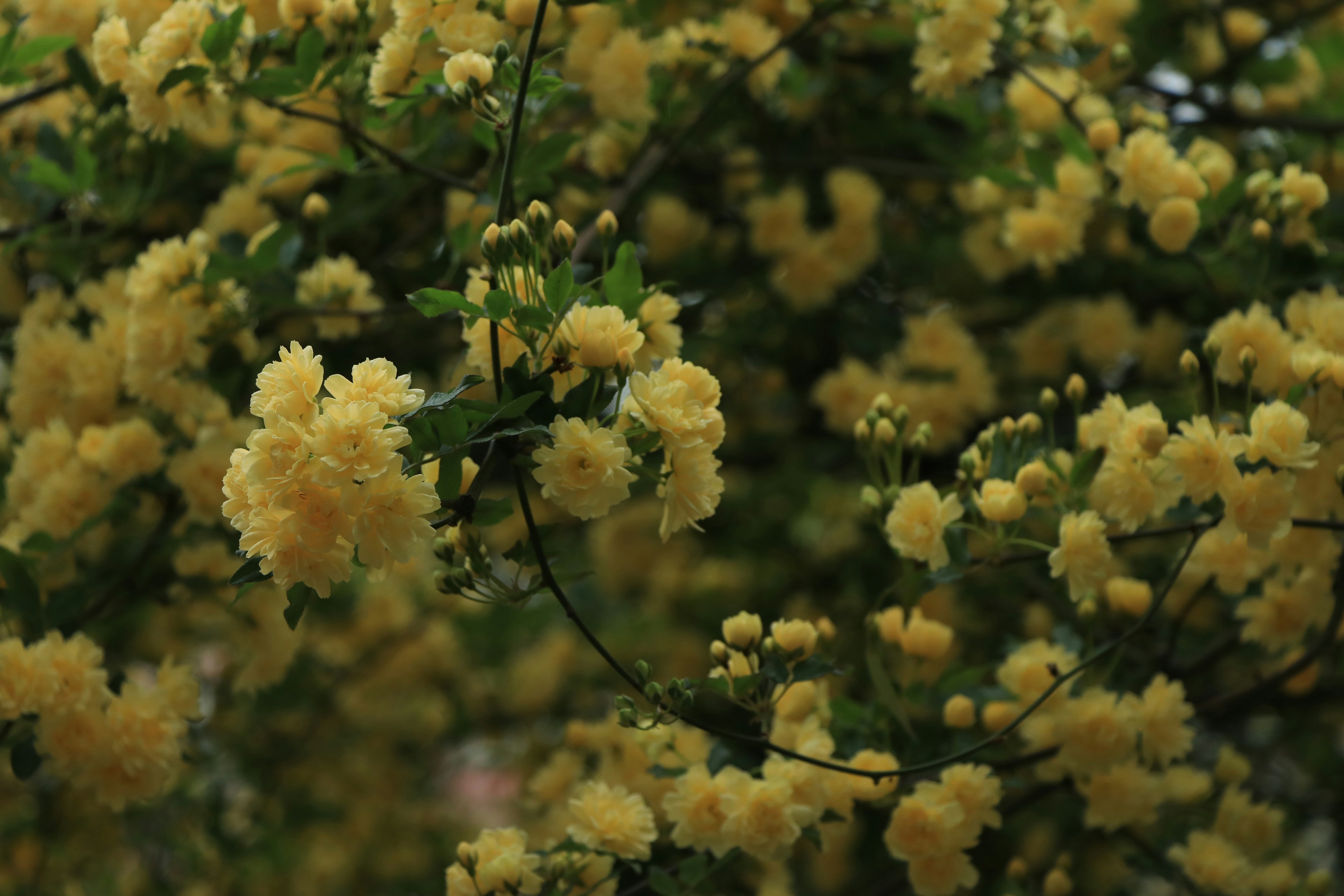 Soft Golden Cascade: A Burst of Chamomile-like Blooms