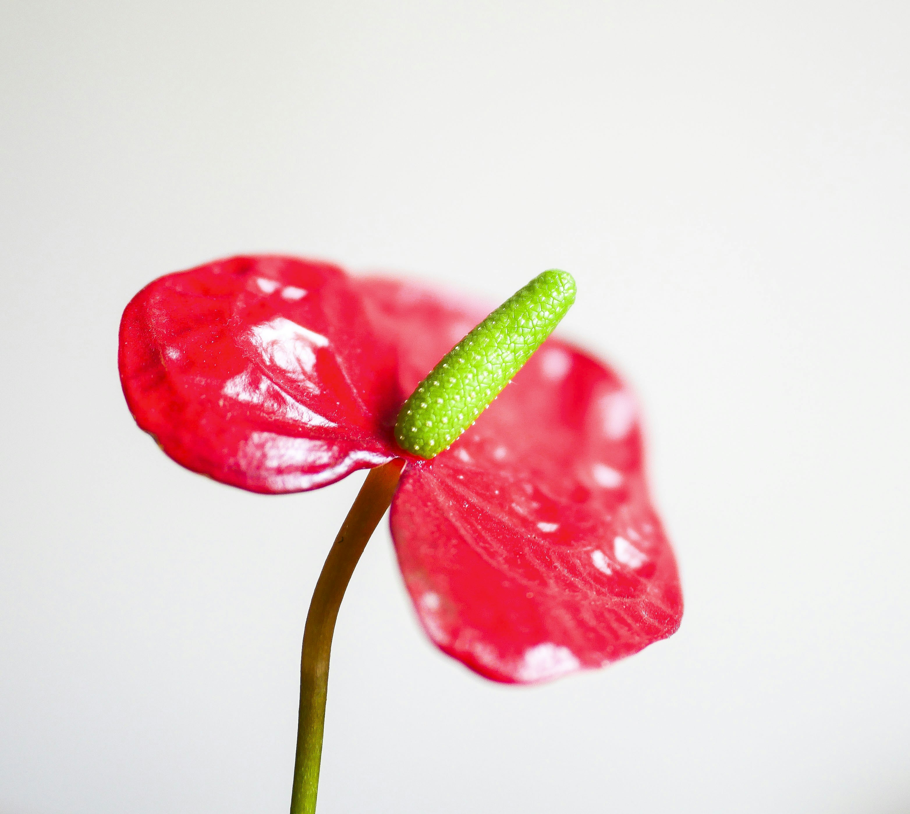 Red Anthurium Bloom with Green Spadix Against Soft White