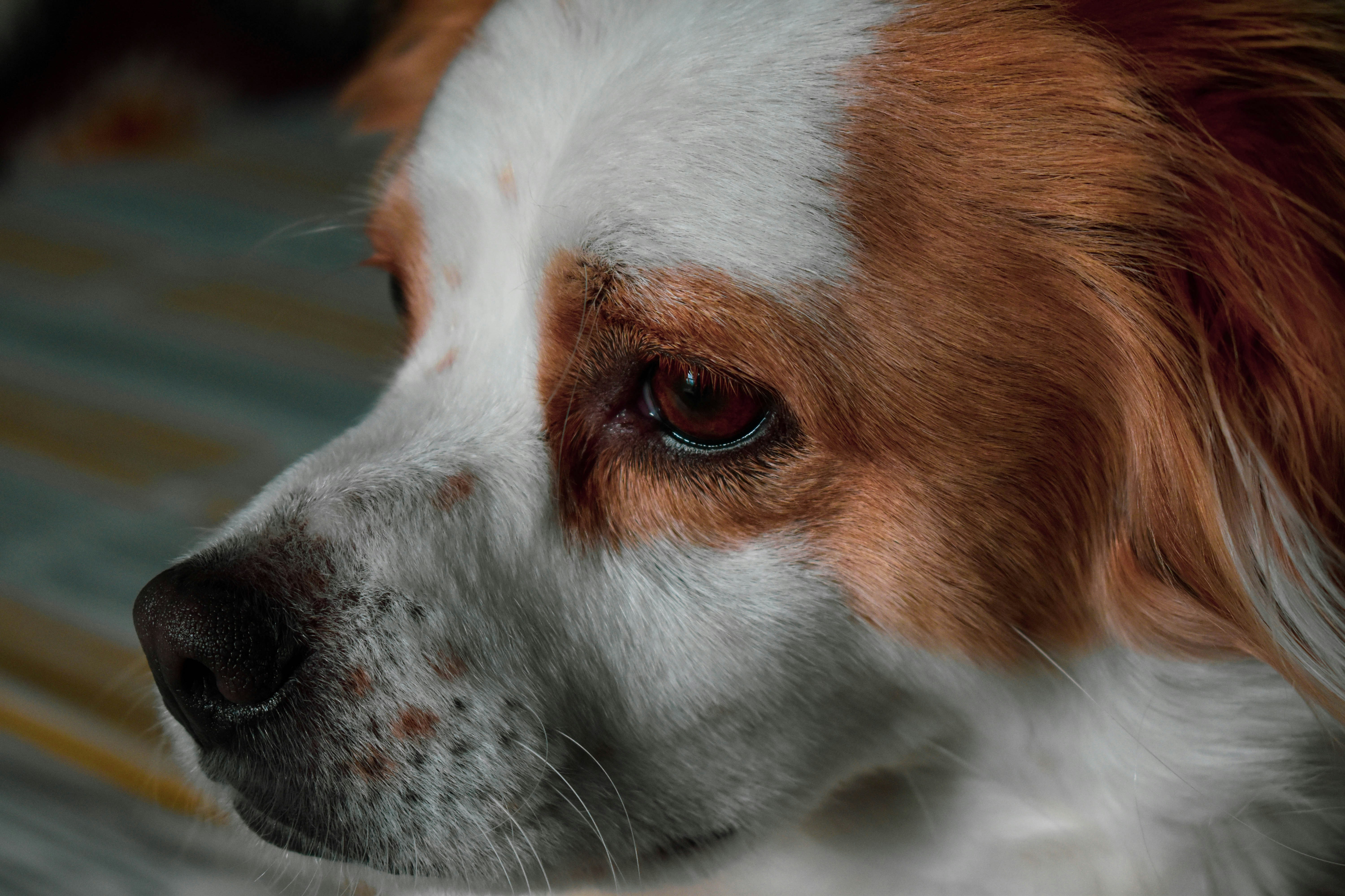 Close-up of a contemplative canine profile, eye catching with теплый gaze