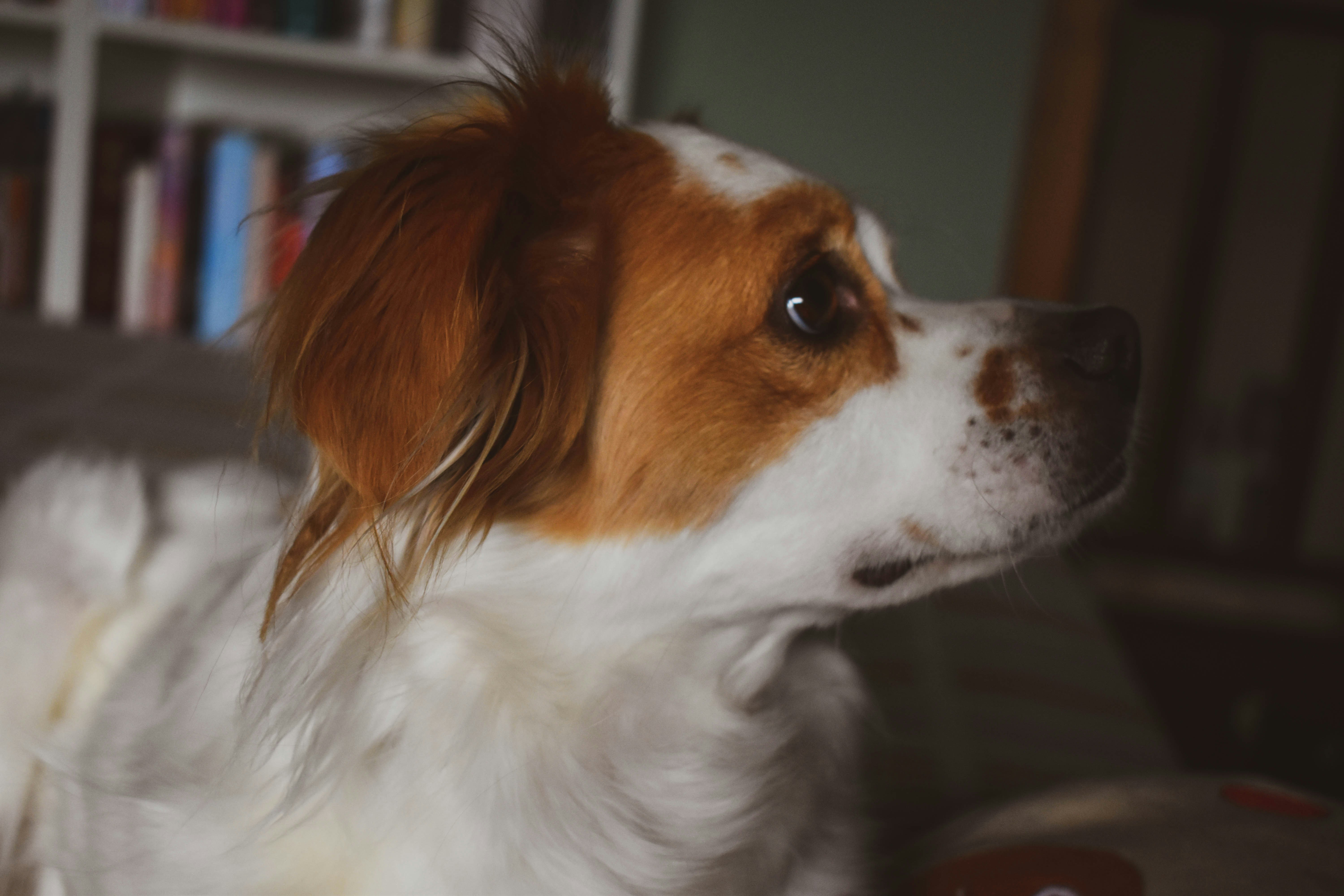 Profile Focus: A Dog's Gaze Toward the Room's Quiet Depths