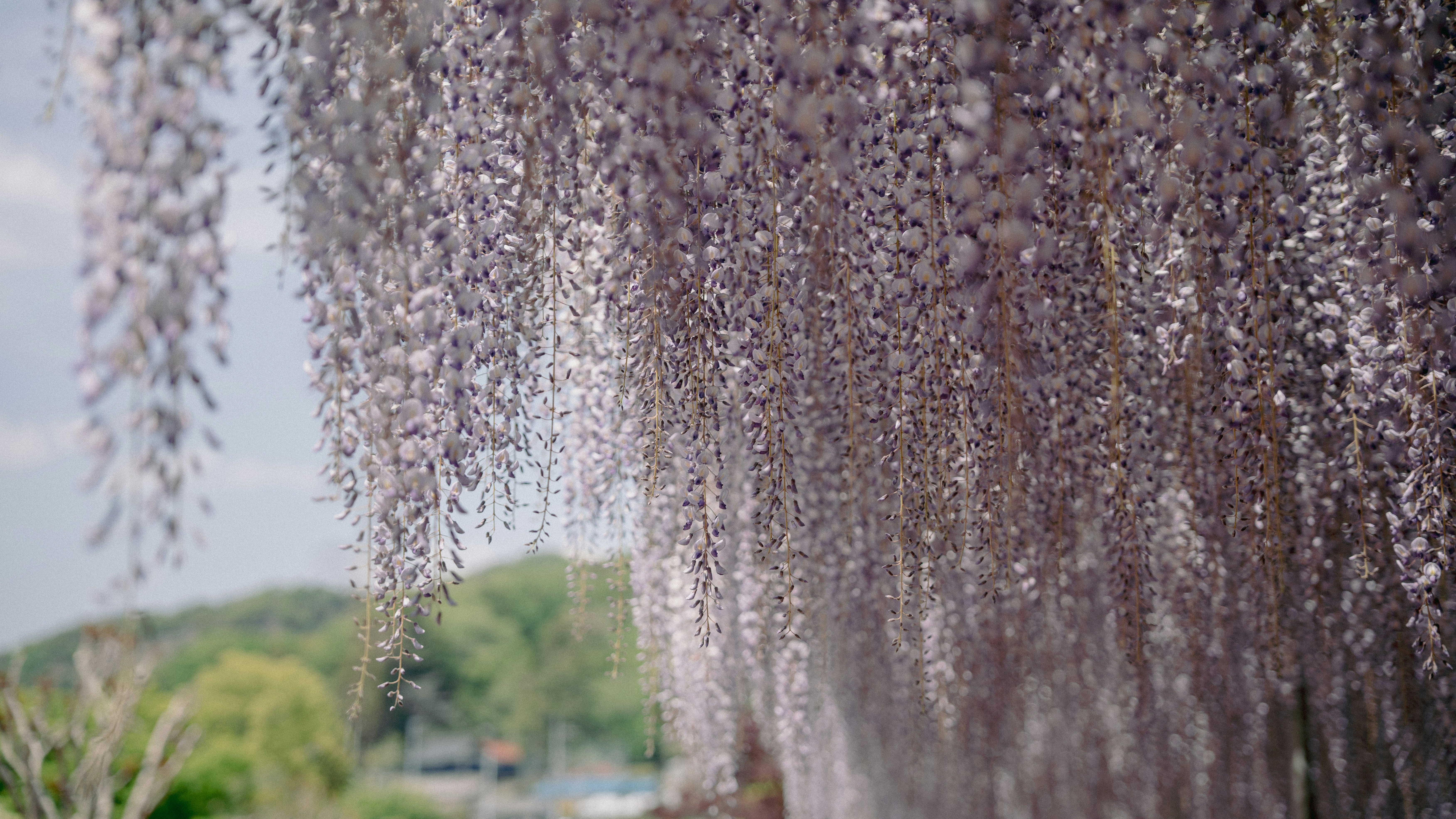 Lilac Curtains: Cascading Blooms Over a Quiet Park