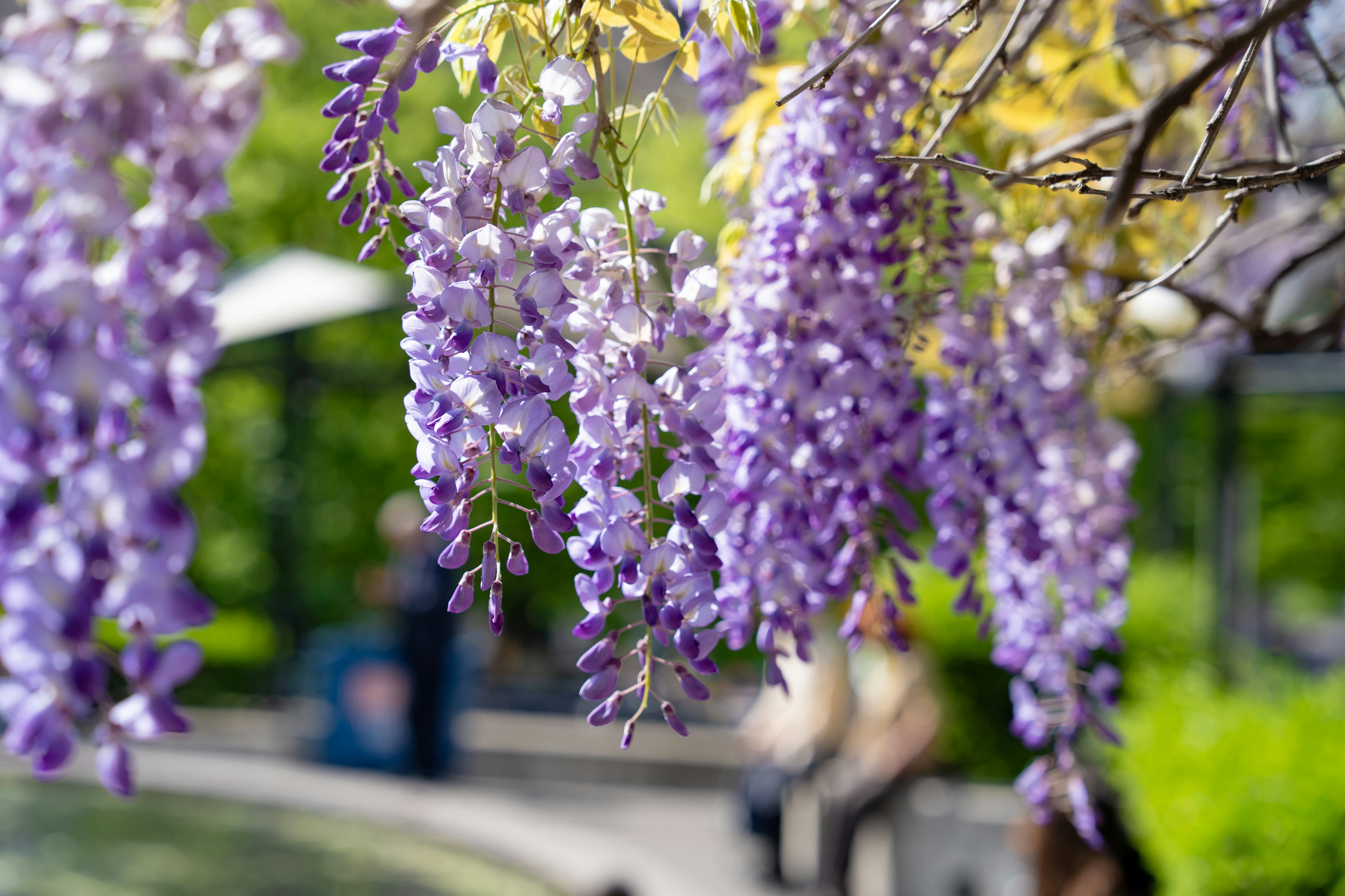 Purple Cascade: Wisteria Threads Framing a Sunny Day