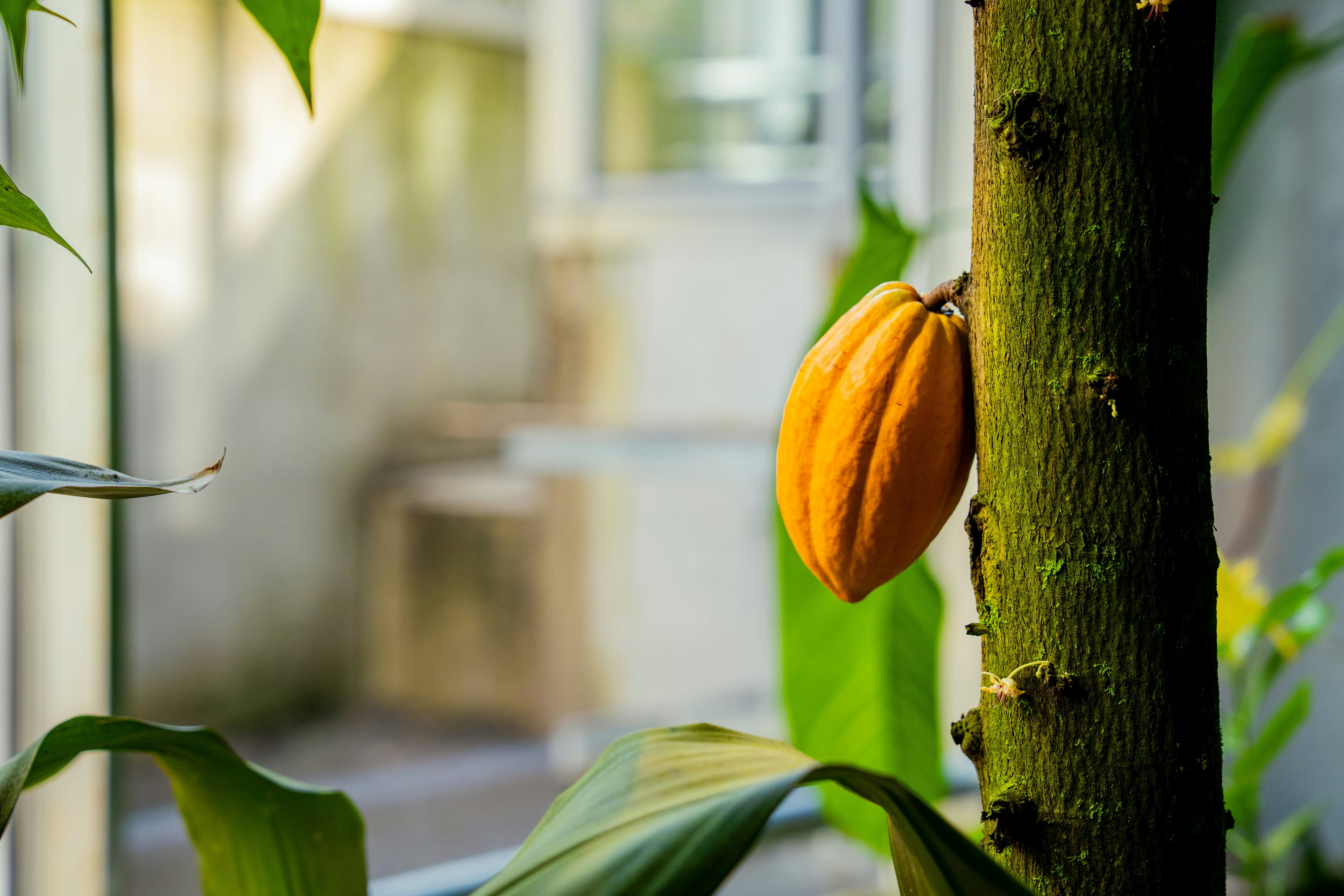 Orange fruit hugging a mossy trunk amid tropical foliage