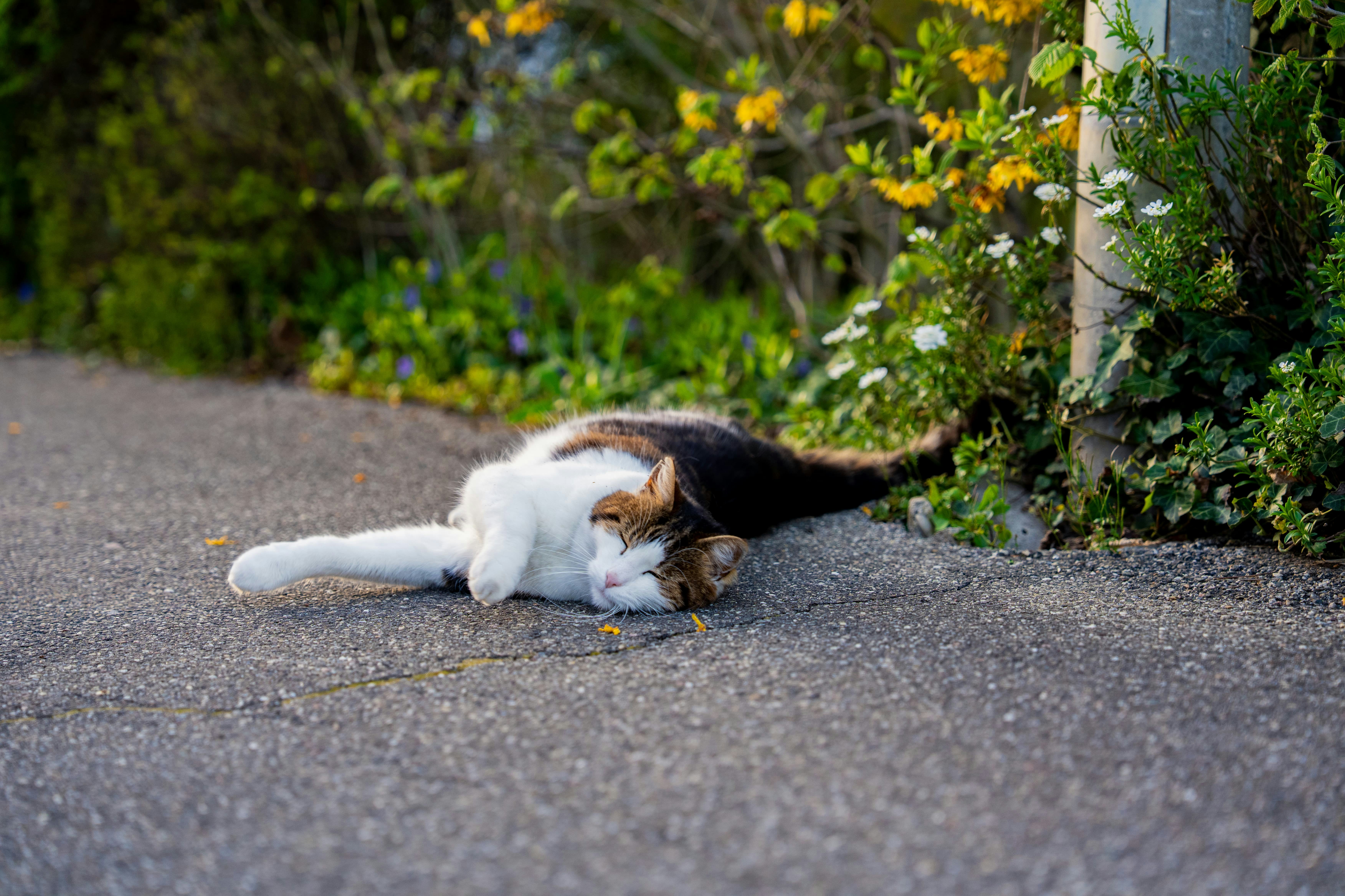 Laid-Back Cat on a Quiet Street Verge