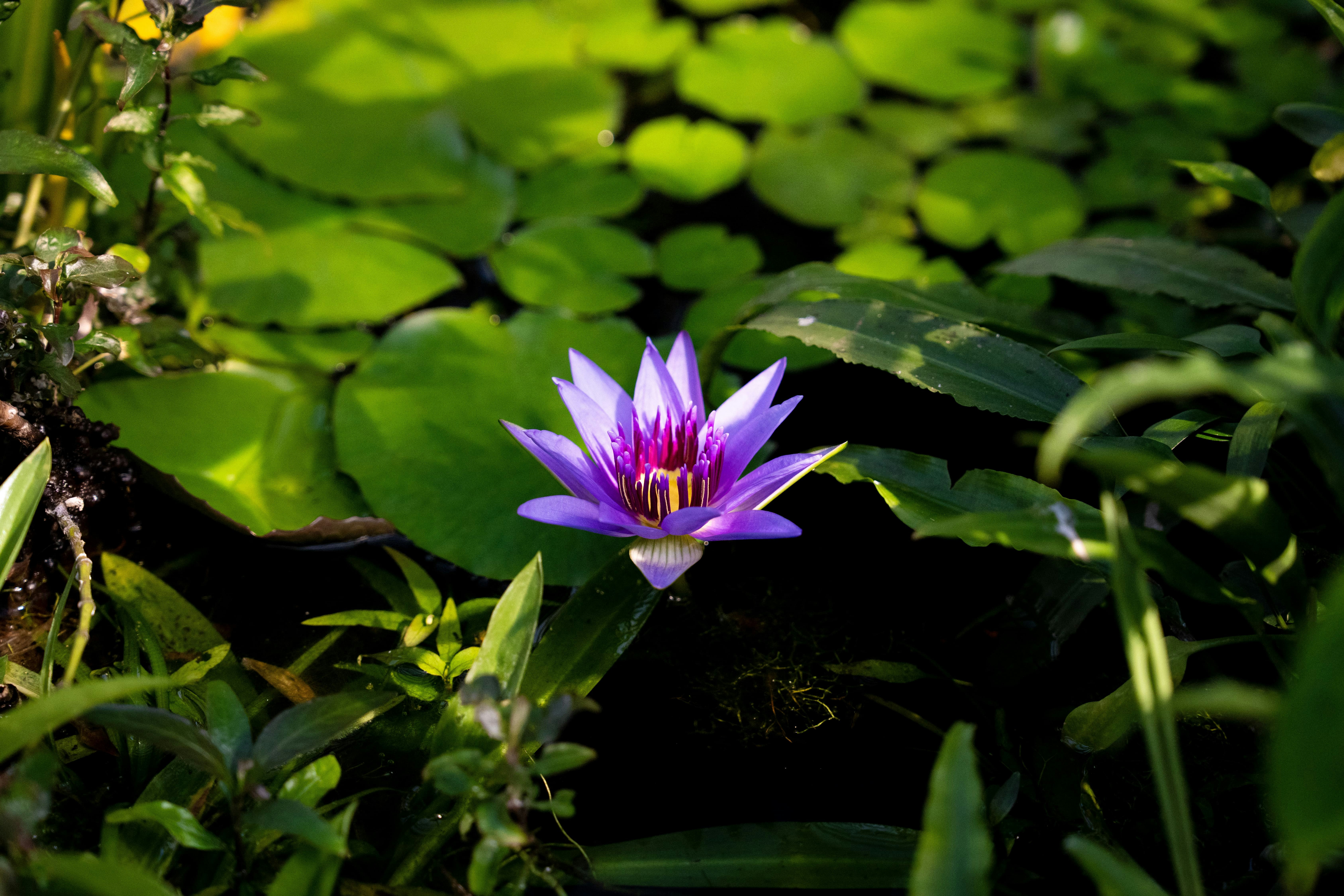 Emerald Pond Bloom: A Violet Water Lily Amid Green Foliage