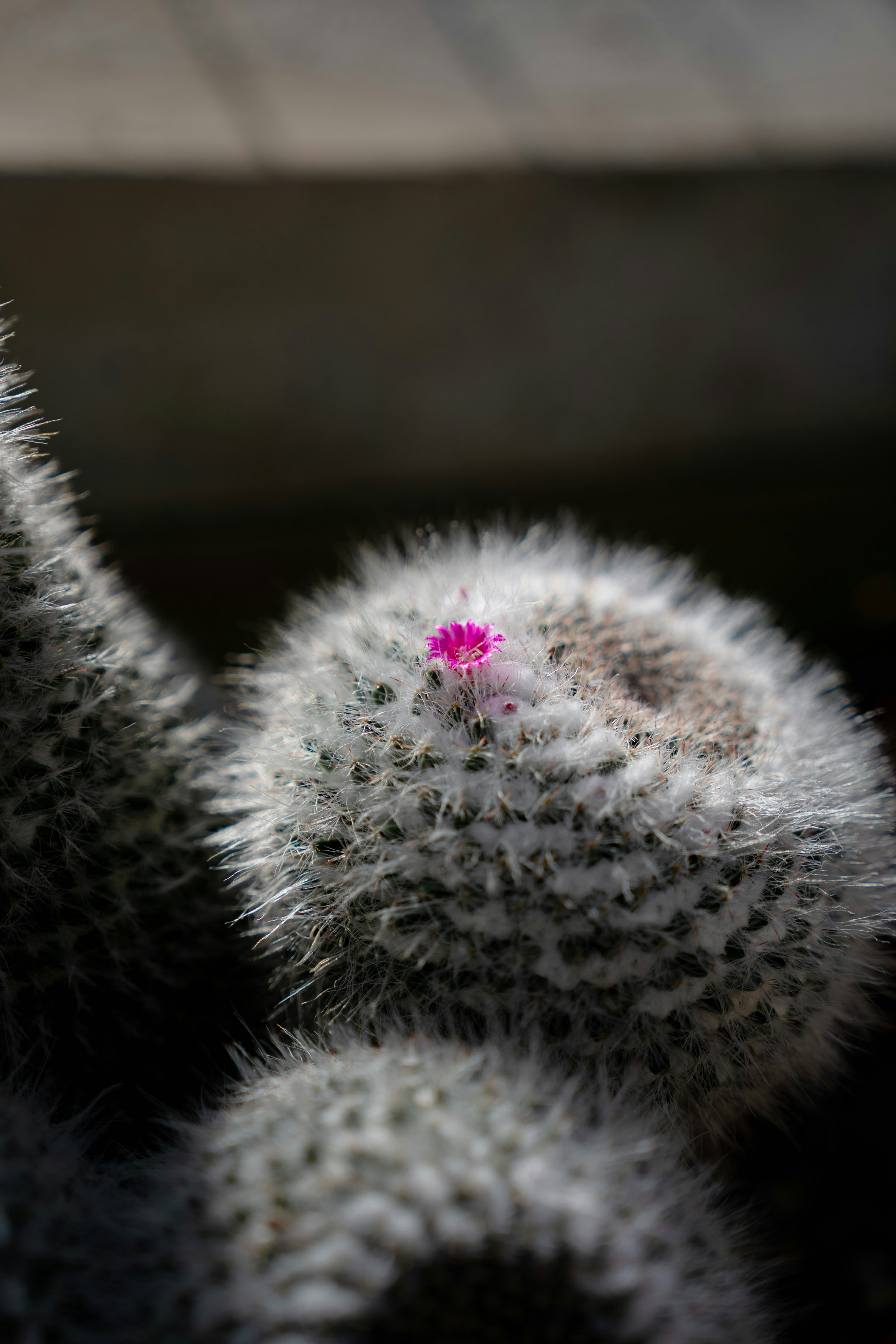 Rosebud in the Fur: A Pink Bloom among Cactus Puffs