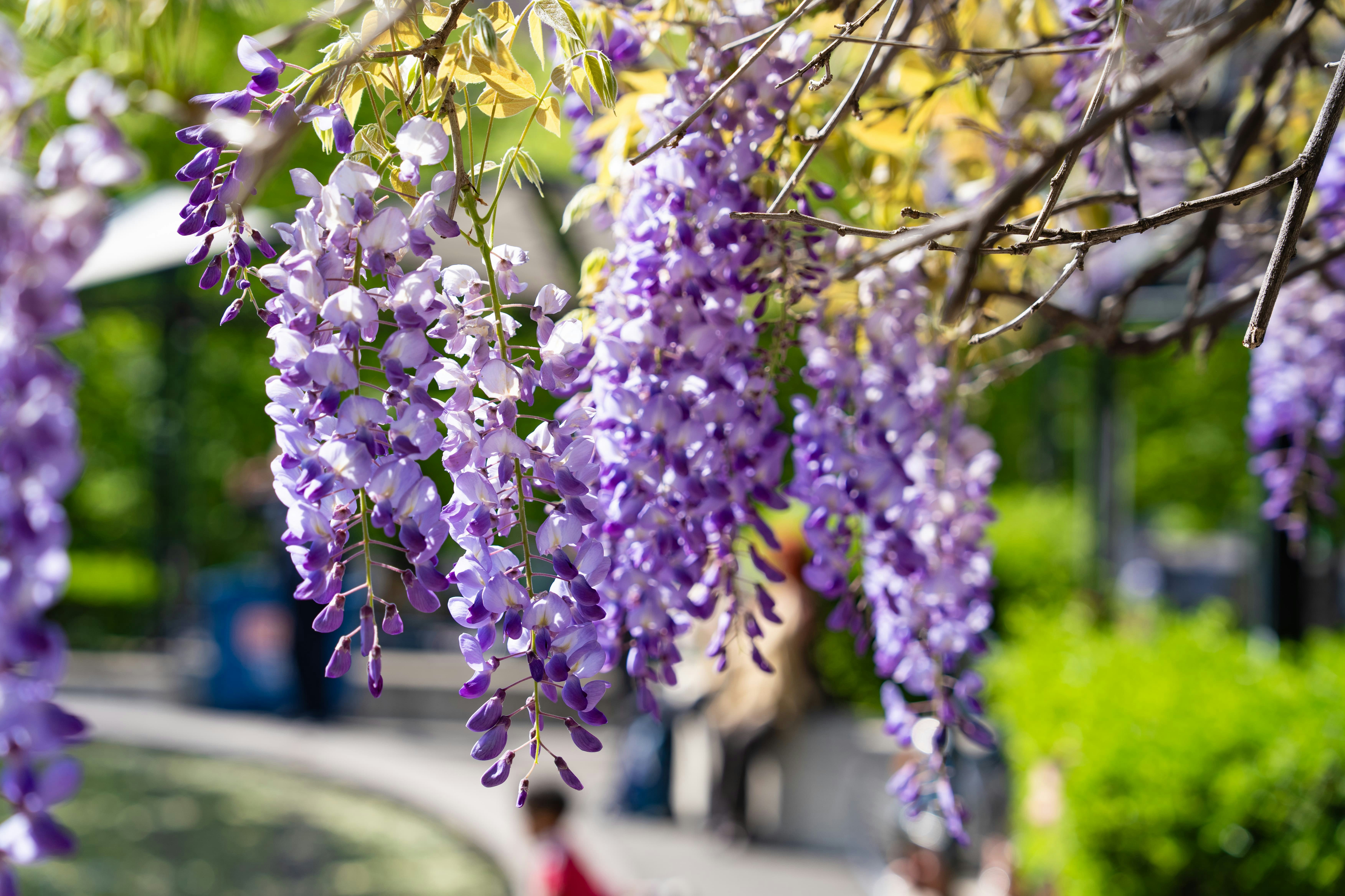 Chinese wisteria hanging in a public garden in Basel Switzerland.