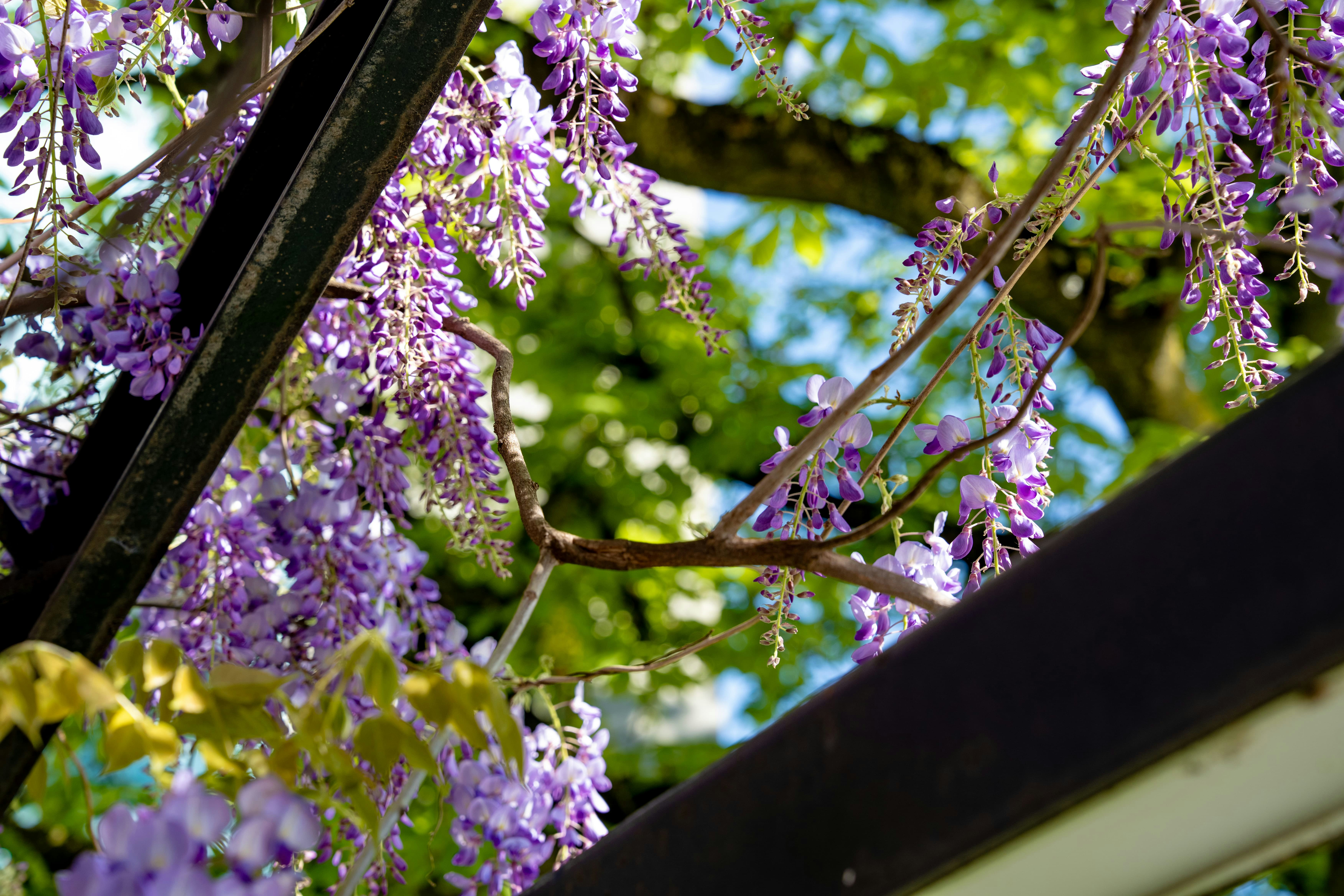 Lavender Tresses under a Perennial Canopy
