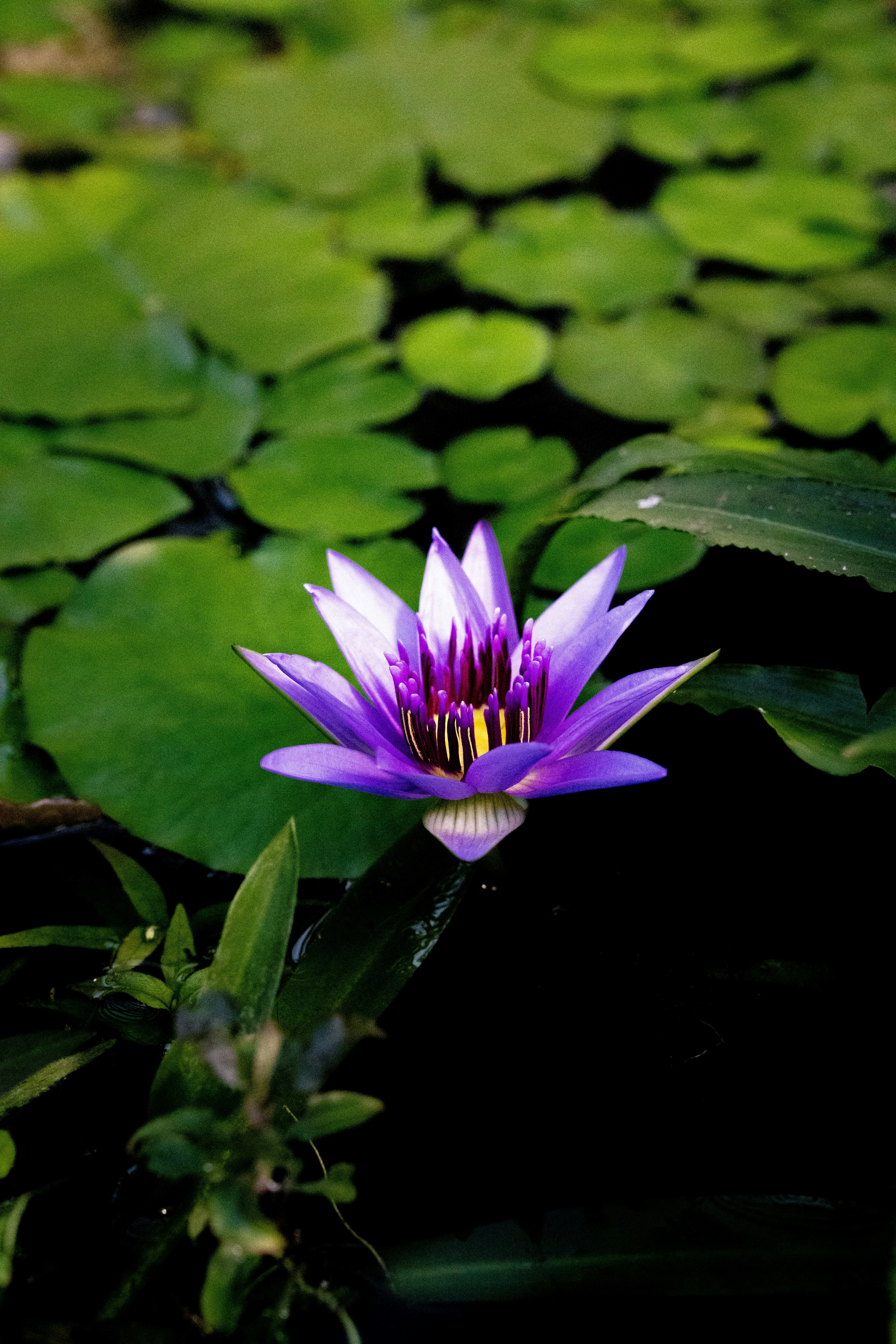 Lilac Bloom Rising from Dark Pond