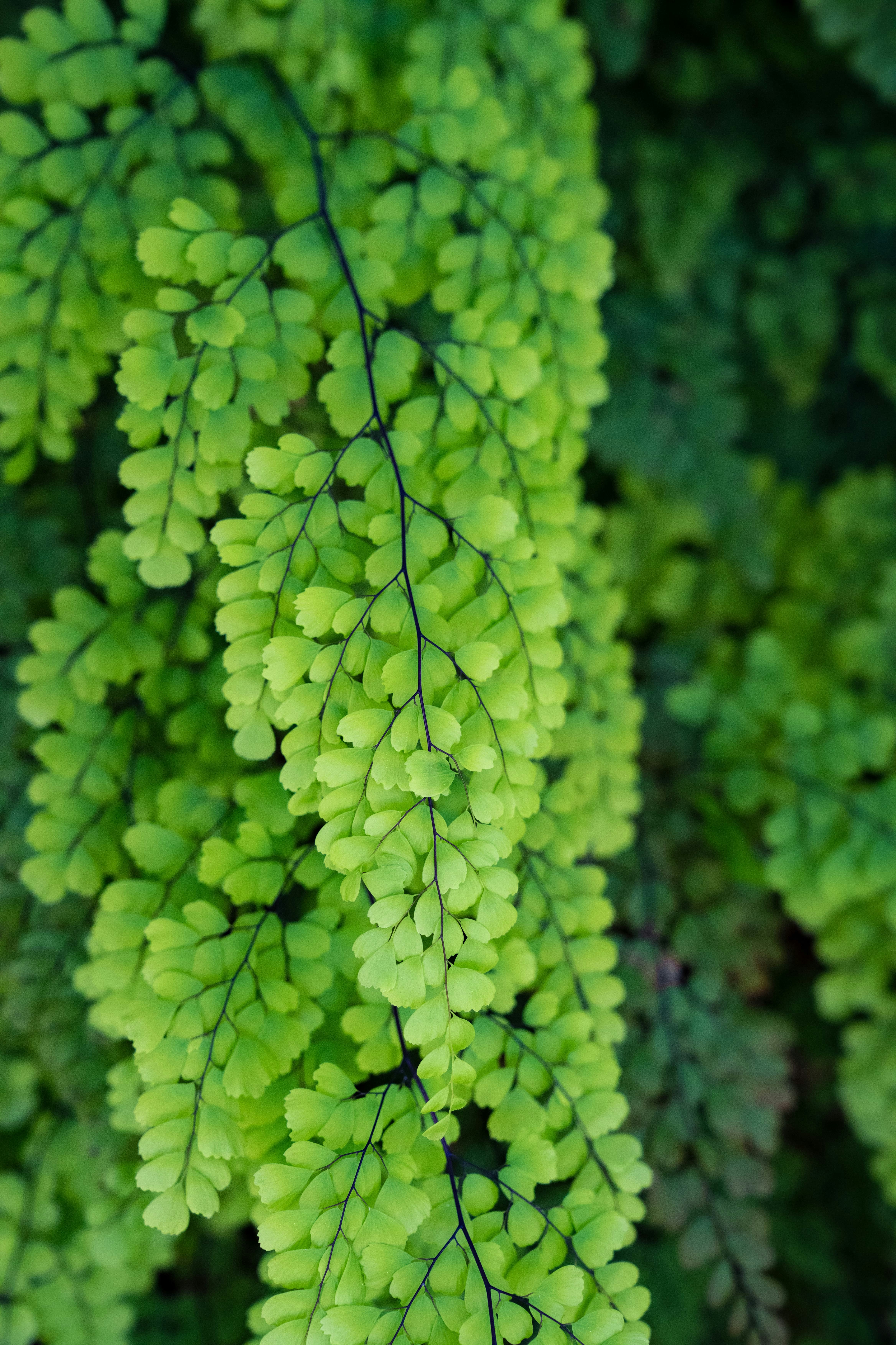 Emerald Cascade: Fern Fronds Draped in Vibrant Light