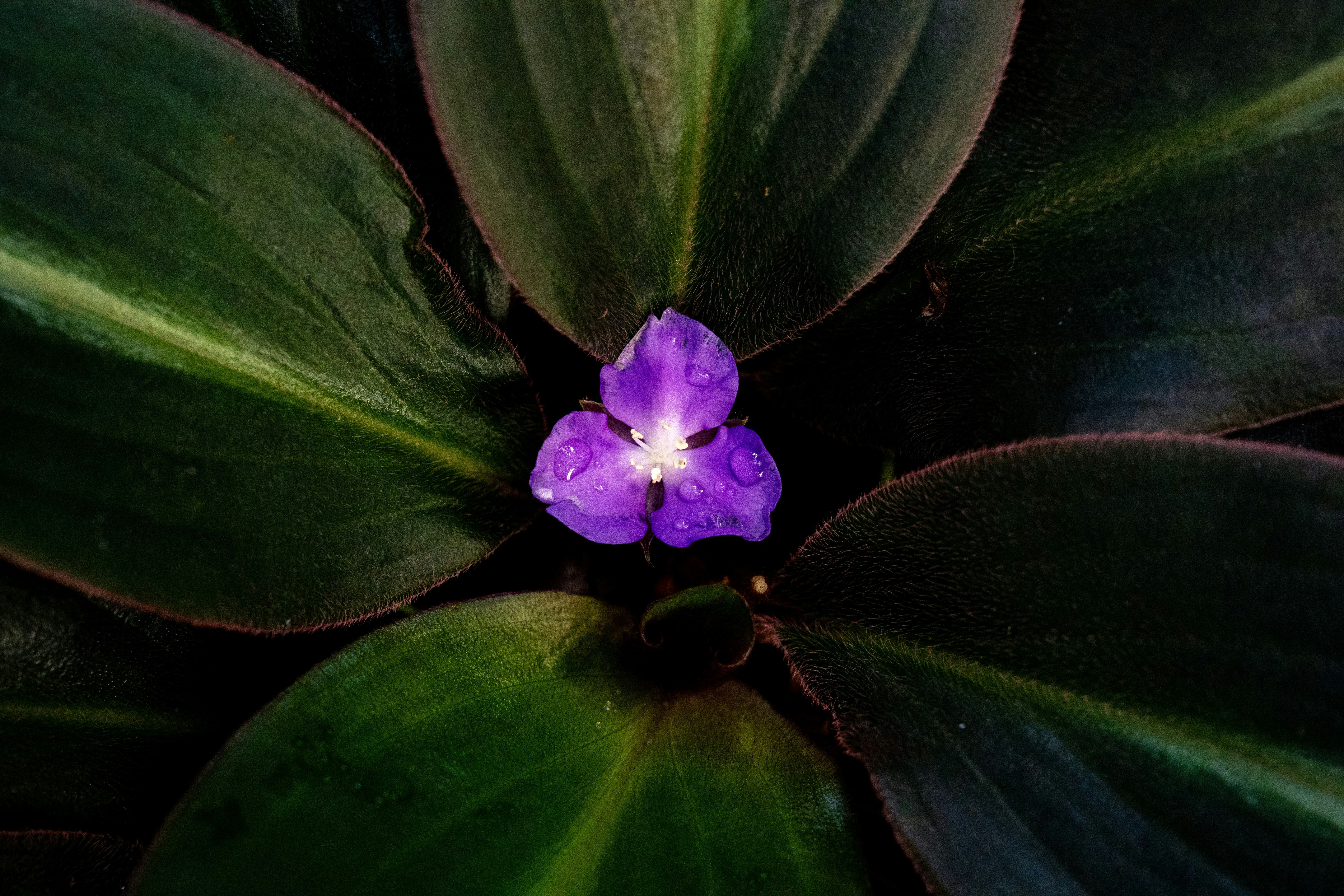 Tiny Violet Bloom Centered Within Dark Green Fronds