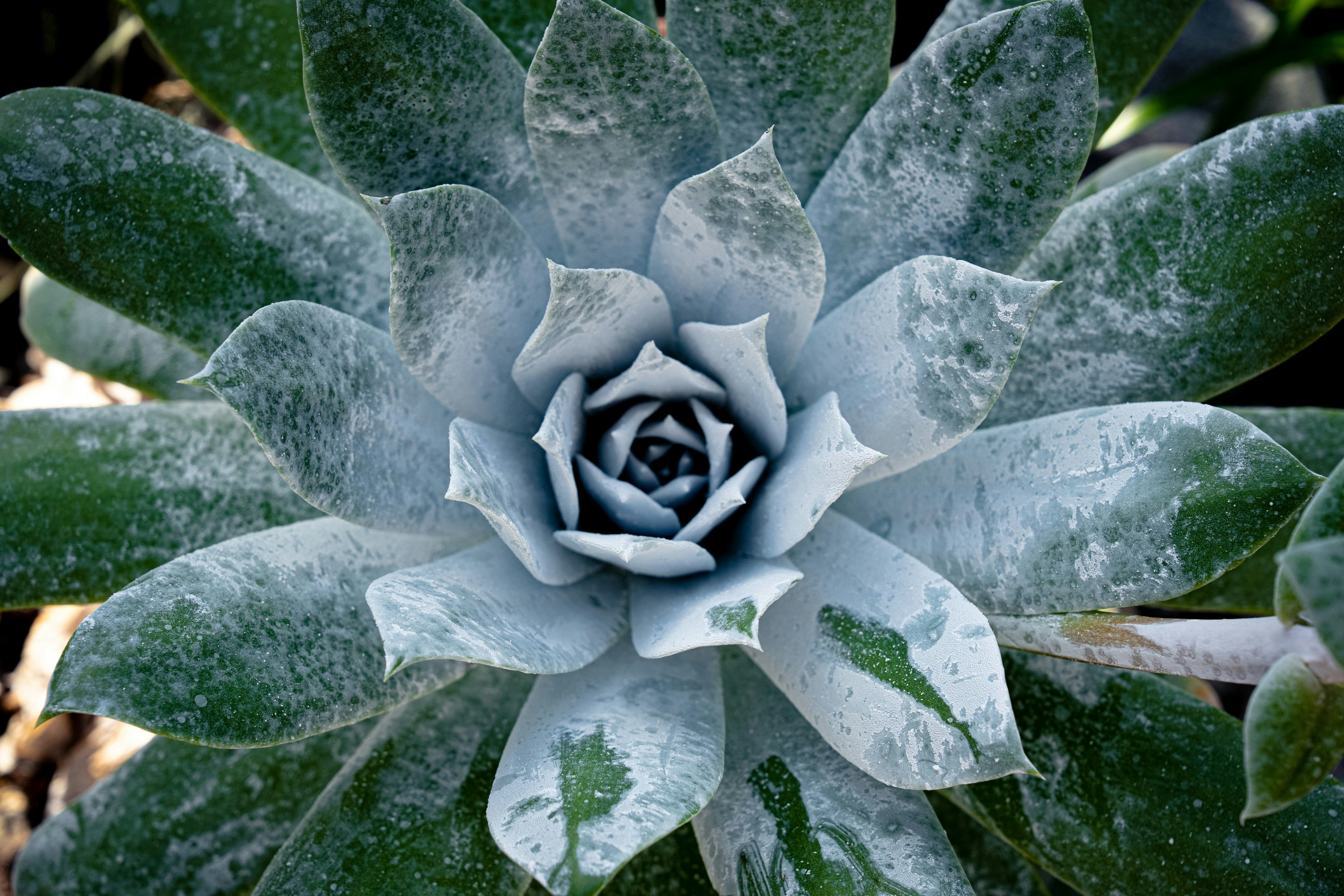 Symmetry in Frost: Centered Succulent Rosette
