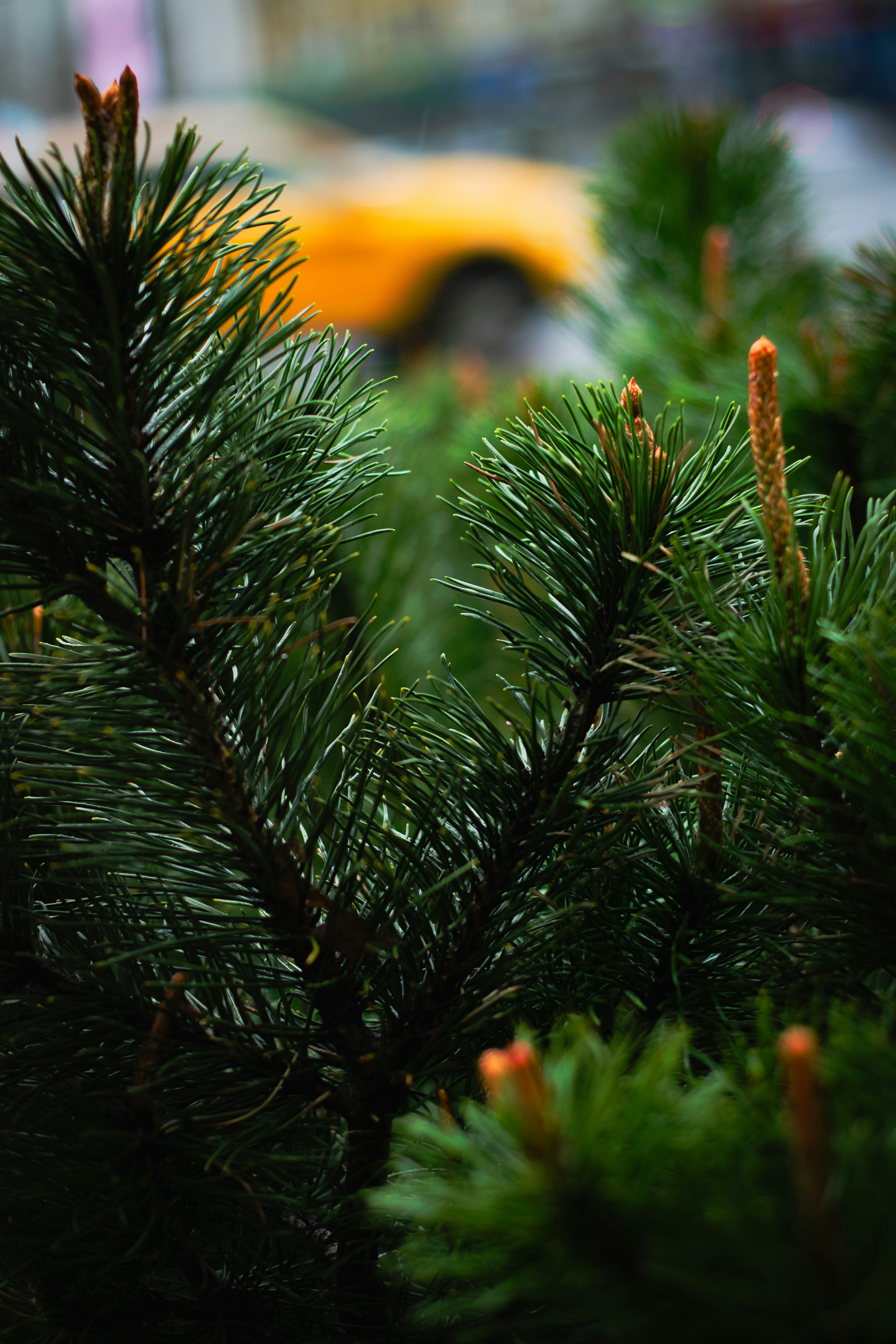 Close-up of evergreen needles with a blurred yellow taxi in the background
