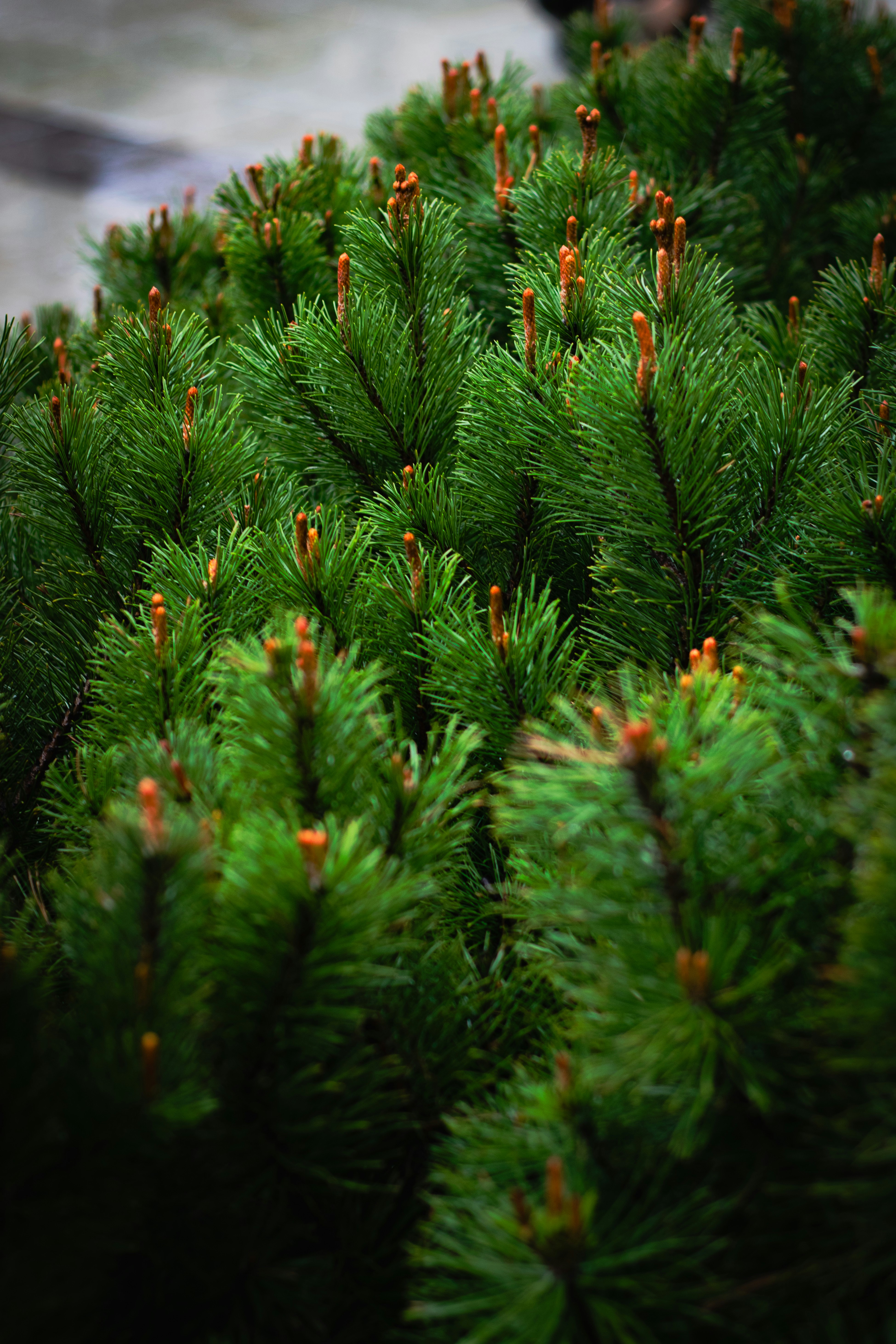 Emerald Pines in Focus: A Sea of New Growth with Orange Tips