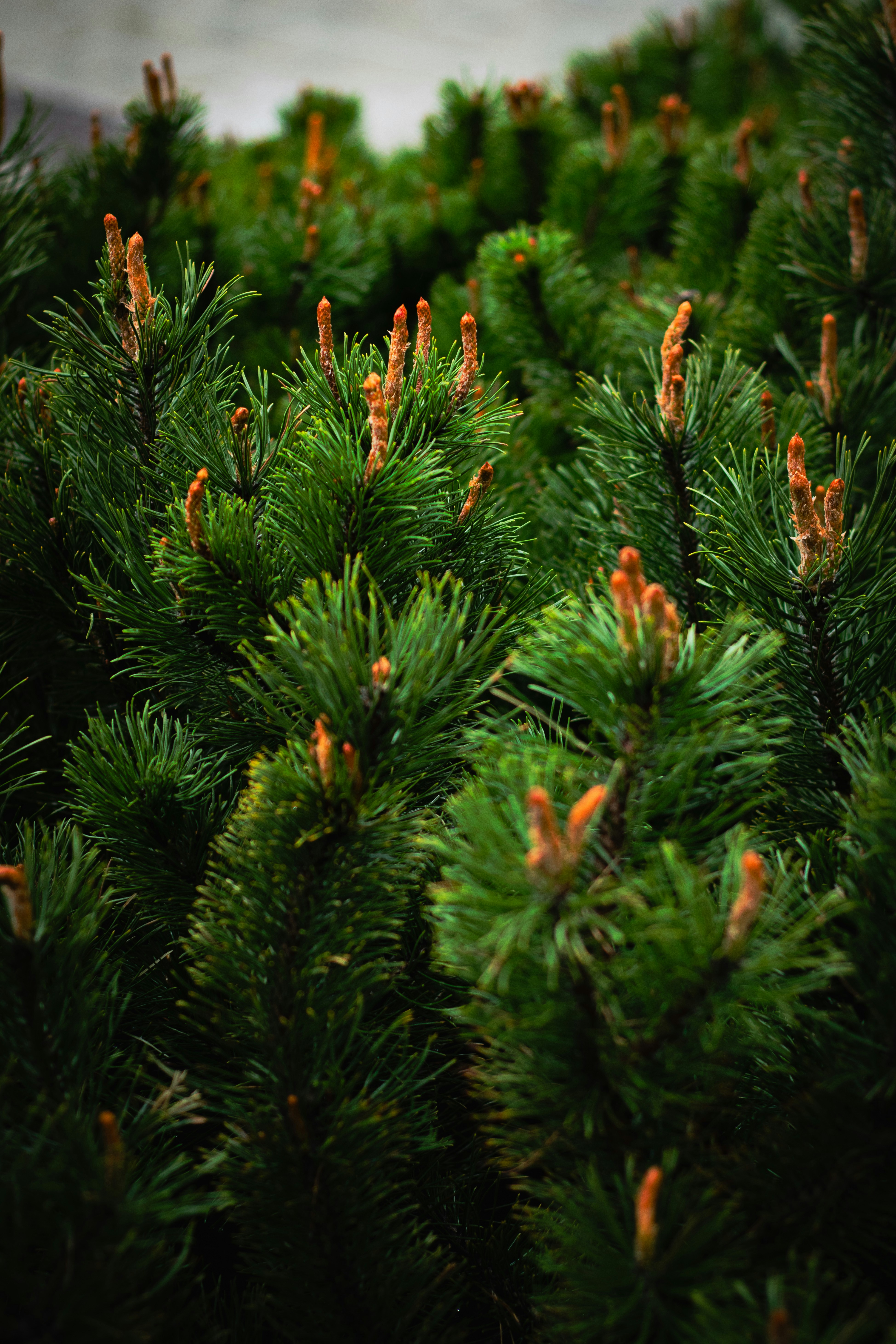 Emerald Sprouts: A Dense Ridge of Piney Buds