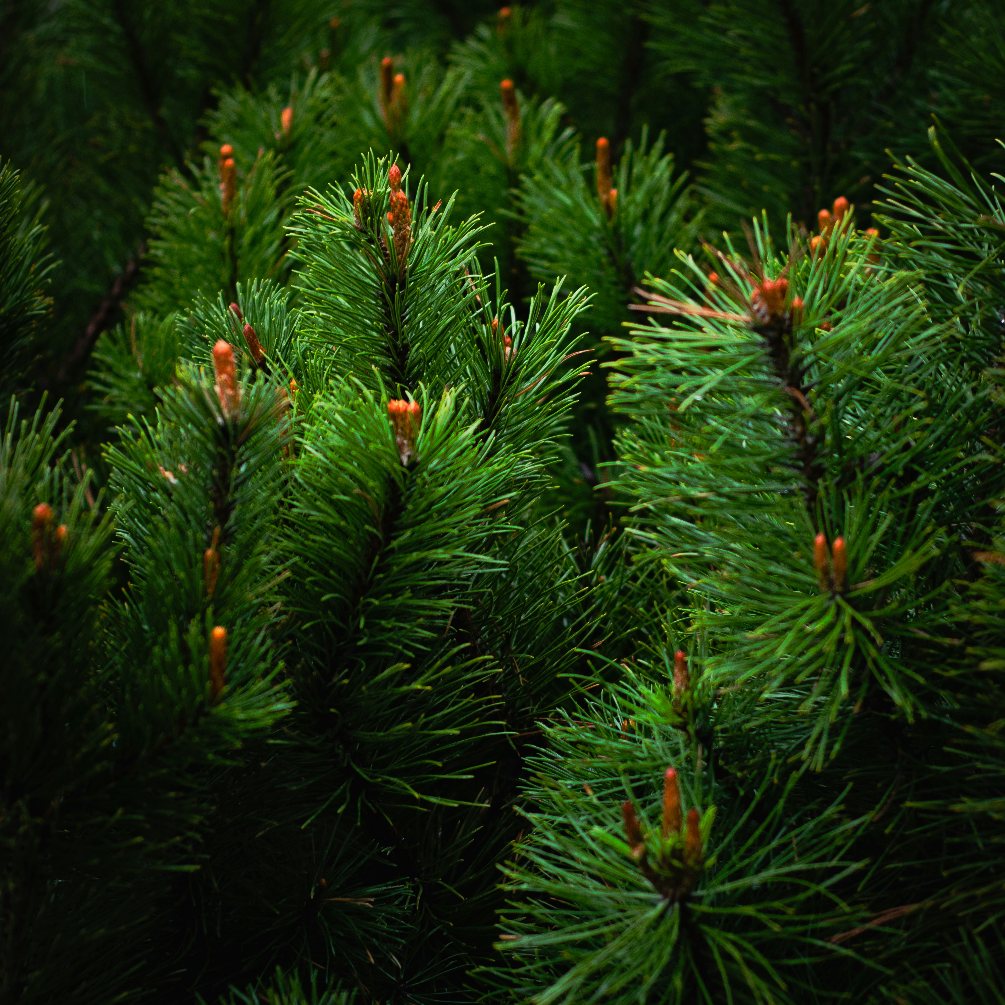 Emerald Sprouts: Close-Up of Pine Needles Ascent