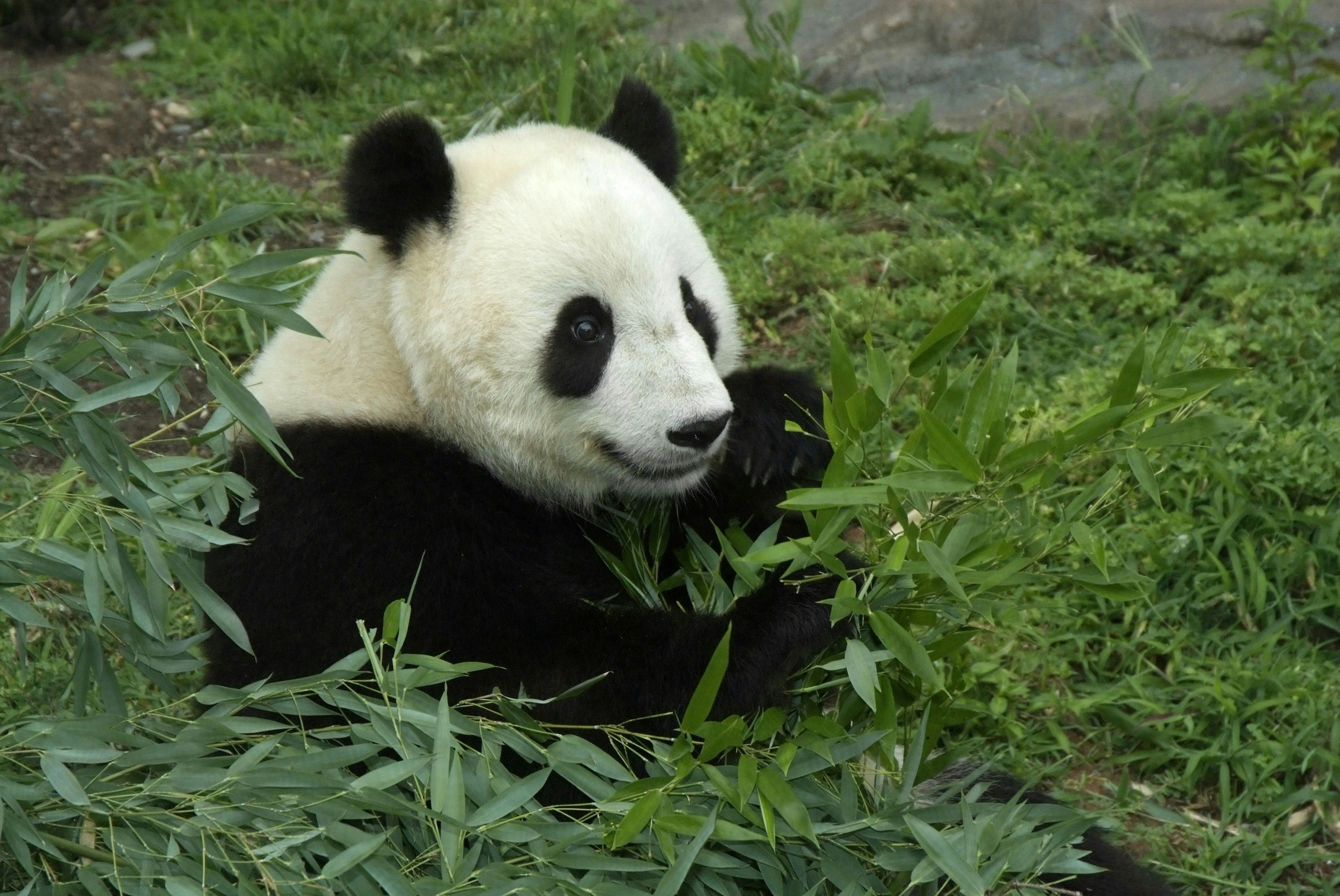 Panda in a leafy moment: watchful eyes among the bamboo greens
