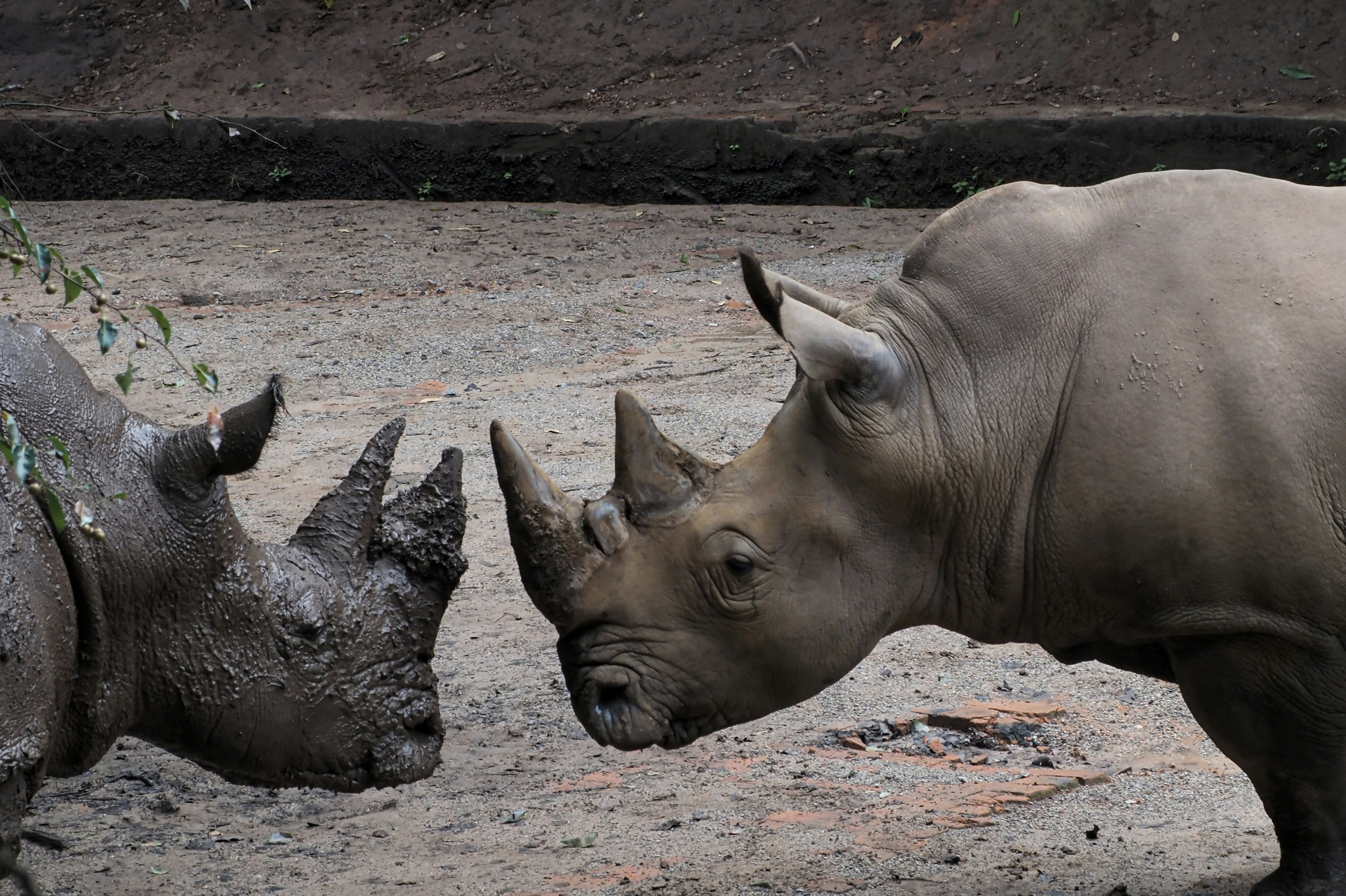 Close Encounter with Horns: Rhino Social Ritual at Ground Level