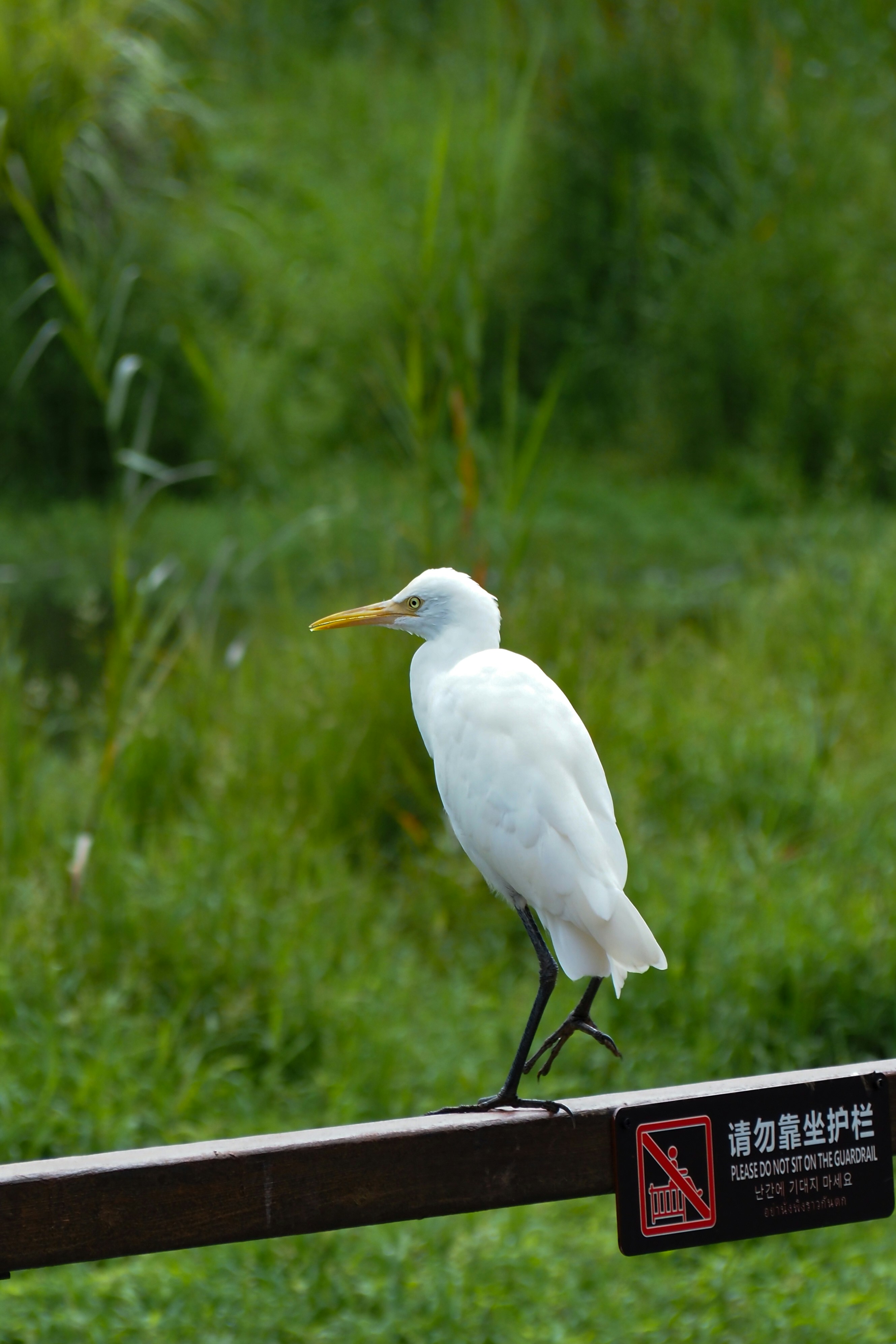 White Heron on a Guardrail Amid Greenery