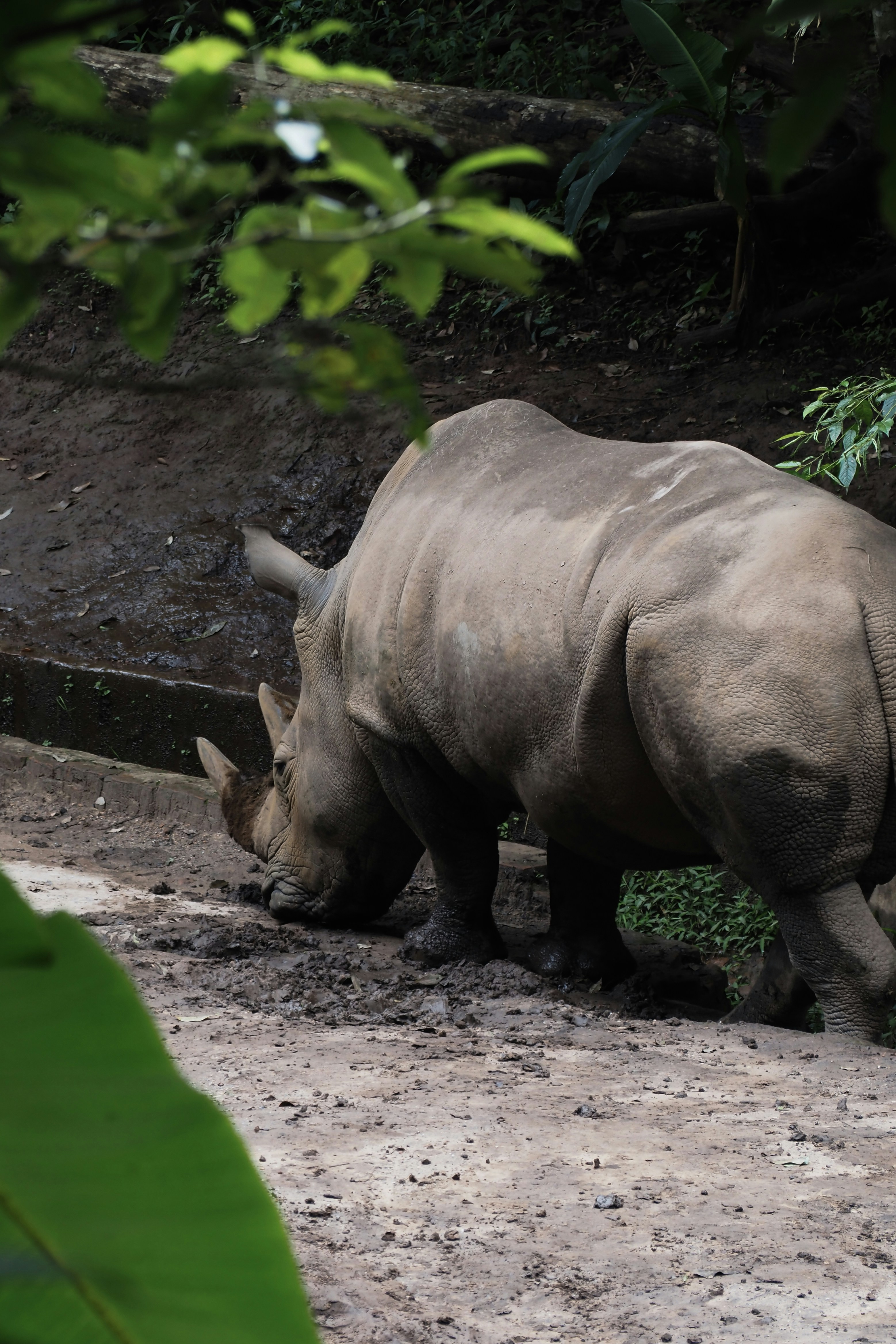 Mud-splashed Grazer in a Leafy Enclosure